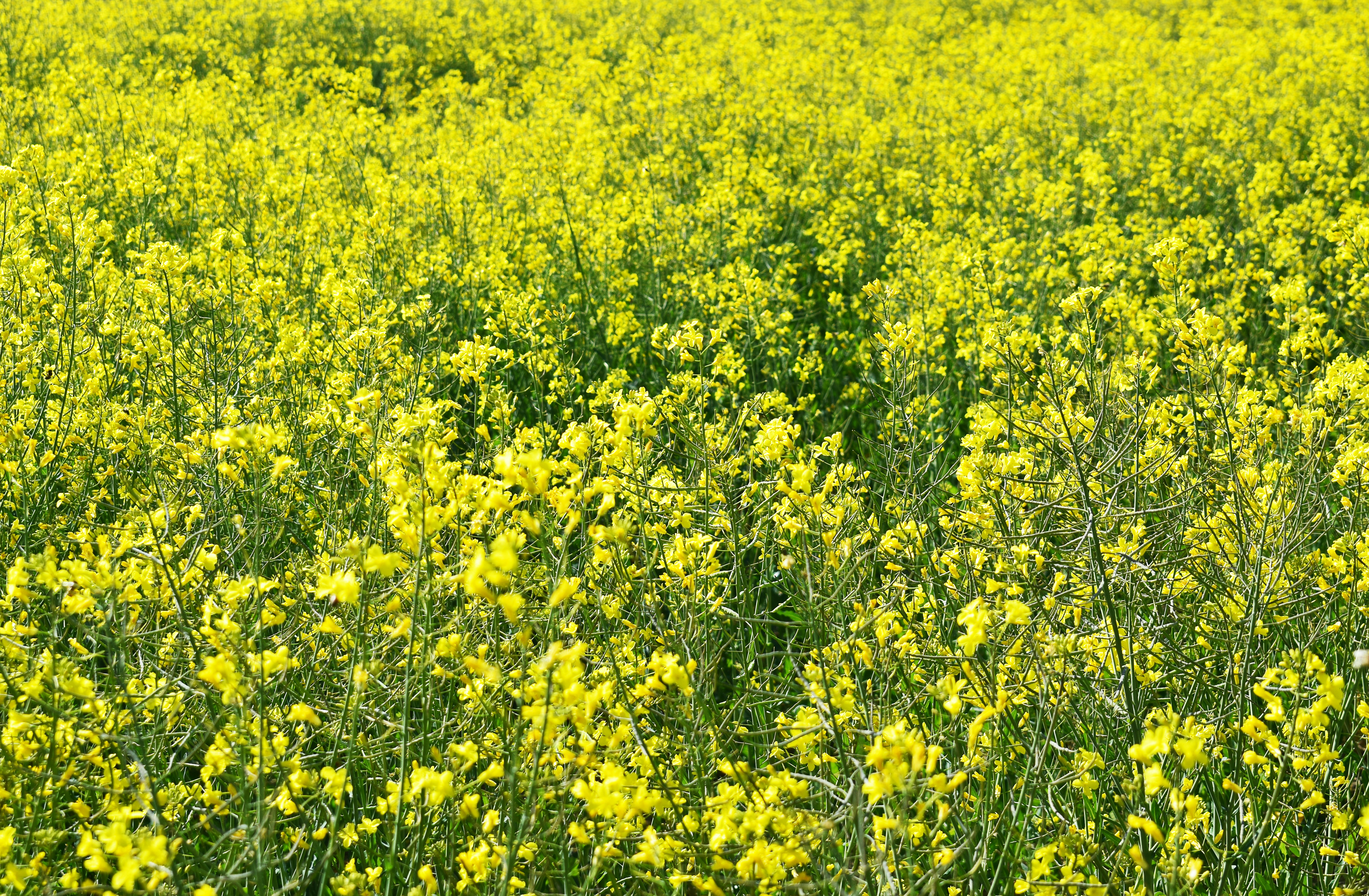 Think Yellow | 100+ best free yellow, color, background and colour ...