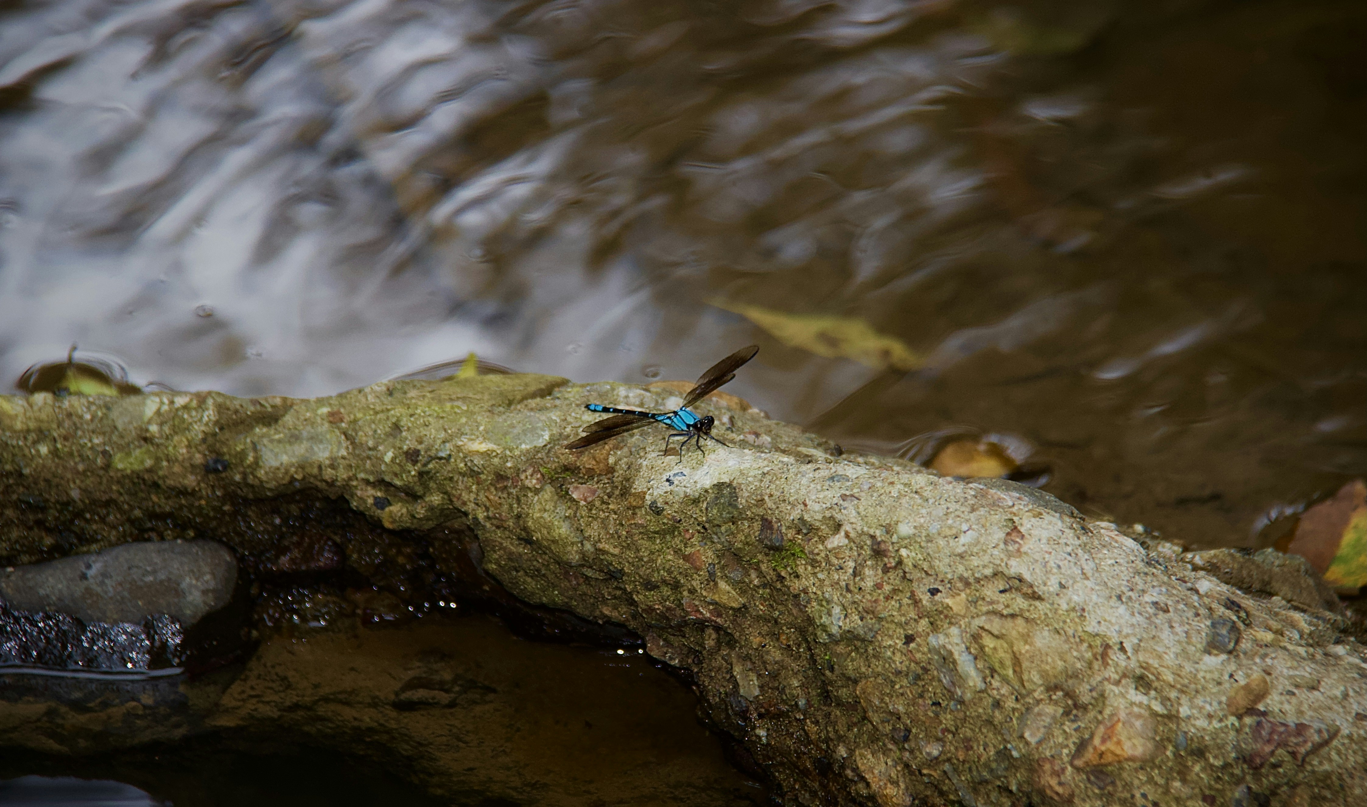 Azure Dragonfly at the River's Edge: A Moment on Weathered Rock