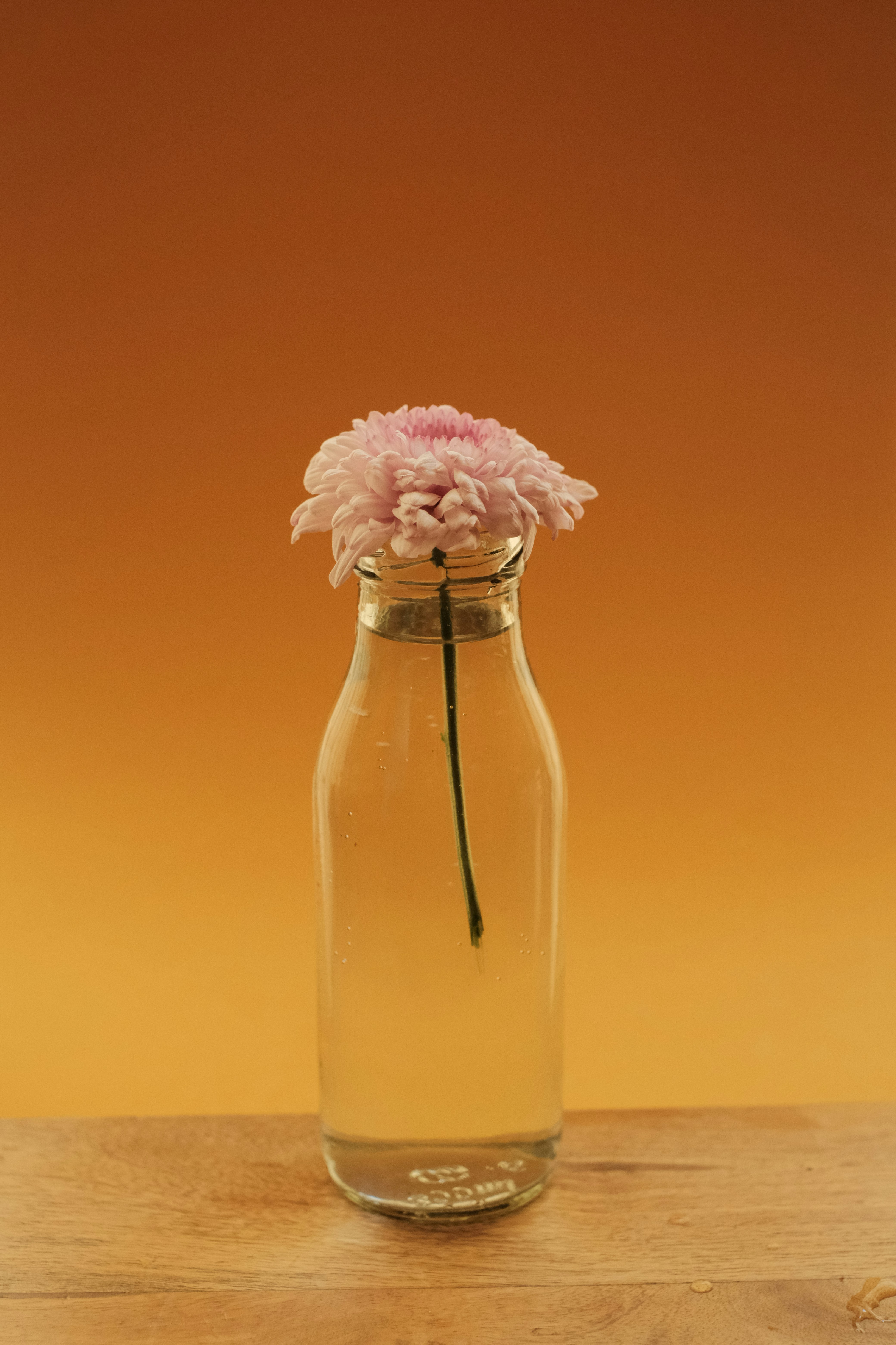 Pink Chrysanthemum in a Glass Bottle Against a Warm Gradient