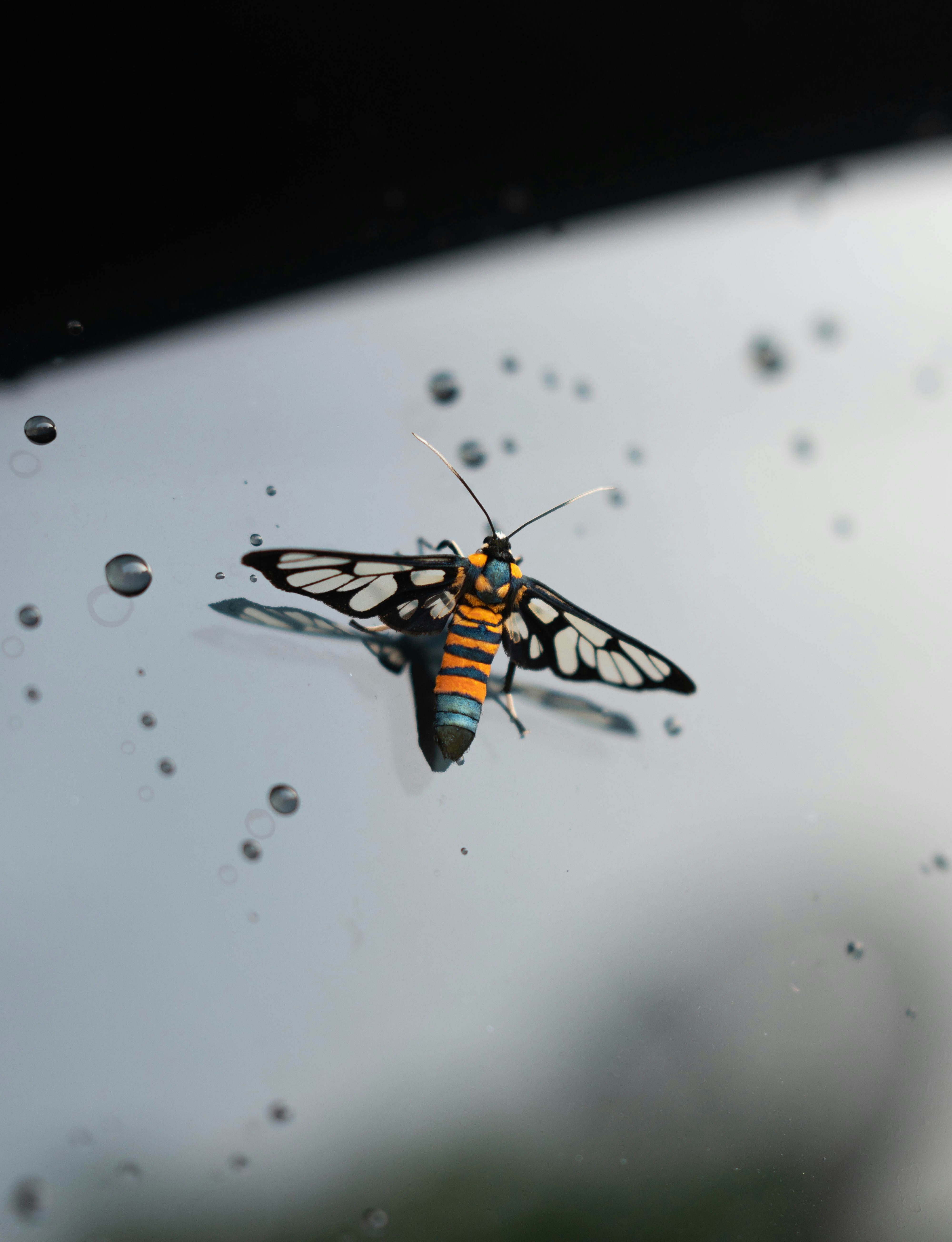 Glassbound Stripes: A Rain-Dotted Moth on a Pane