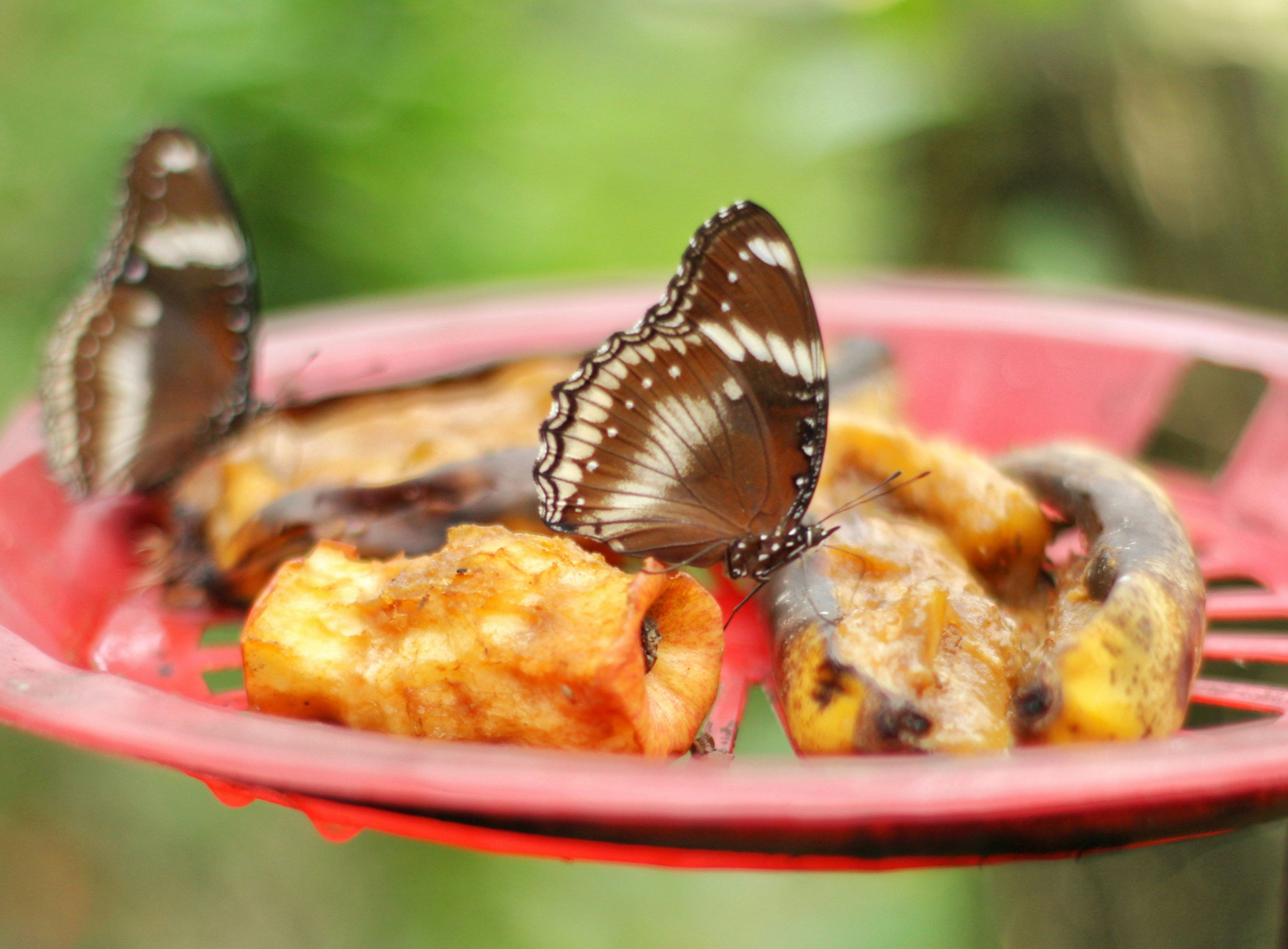 Butterfly Banquet on Vibrant Plate