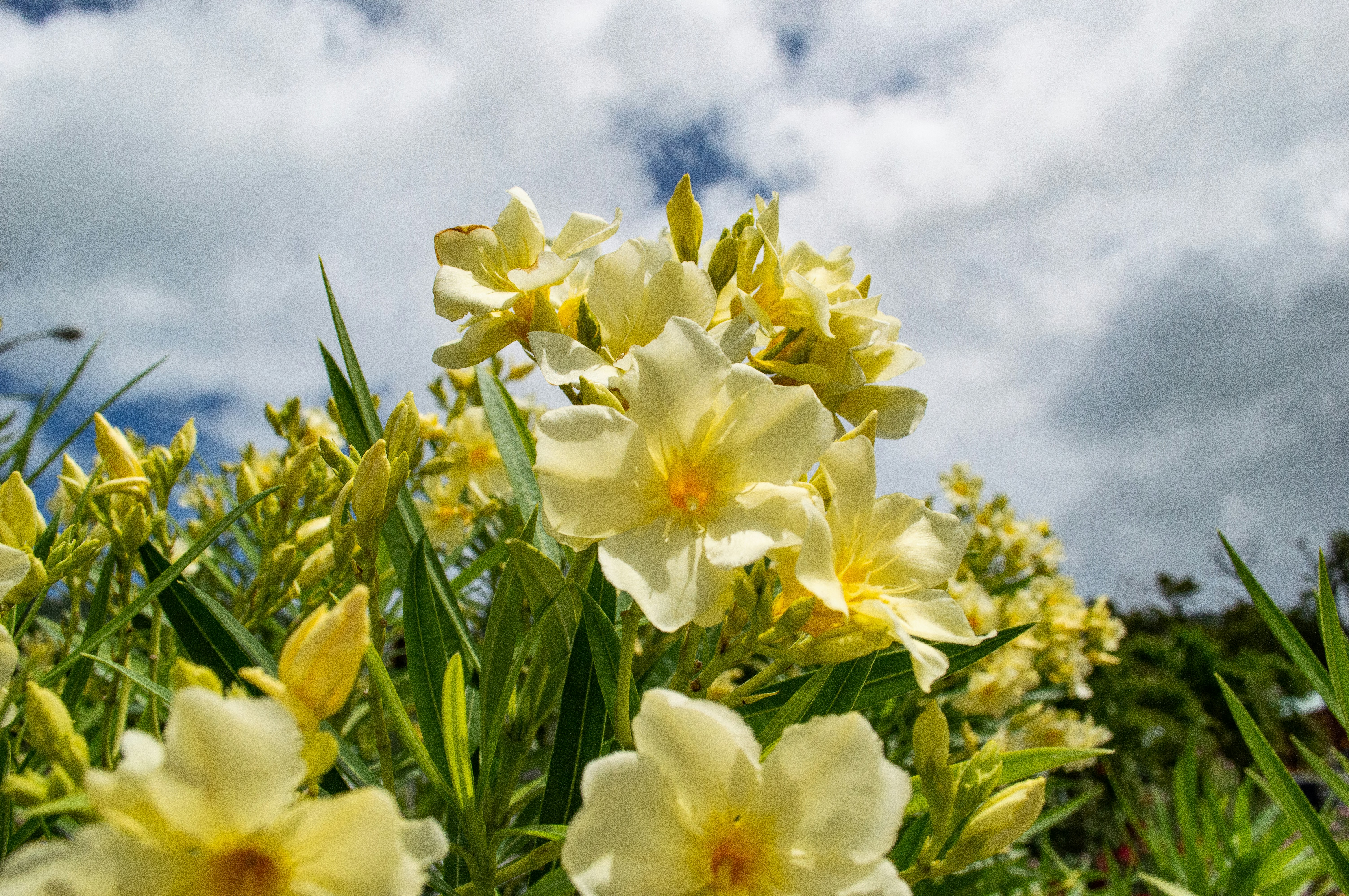 Sunlit Nectar: Creamy Posies Reach for the Sky