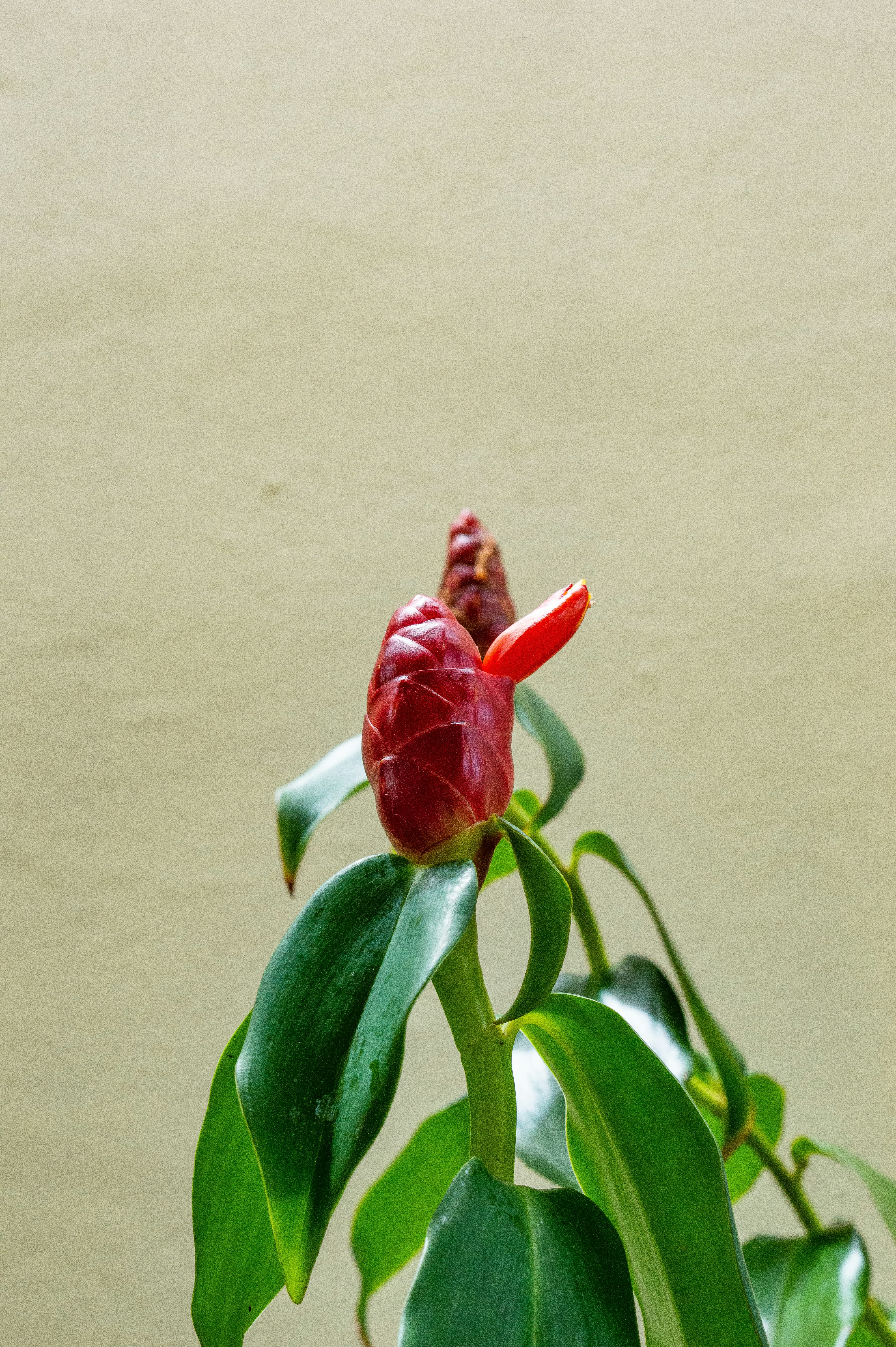 Crimson Bud Emerges from Glossy Green Leaves Against a Minimal Wall
