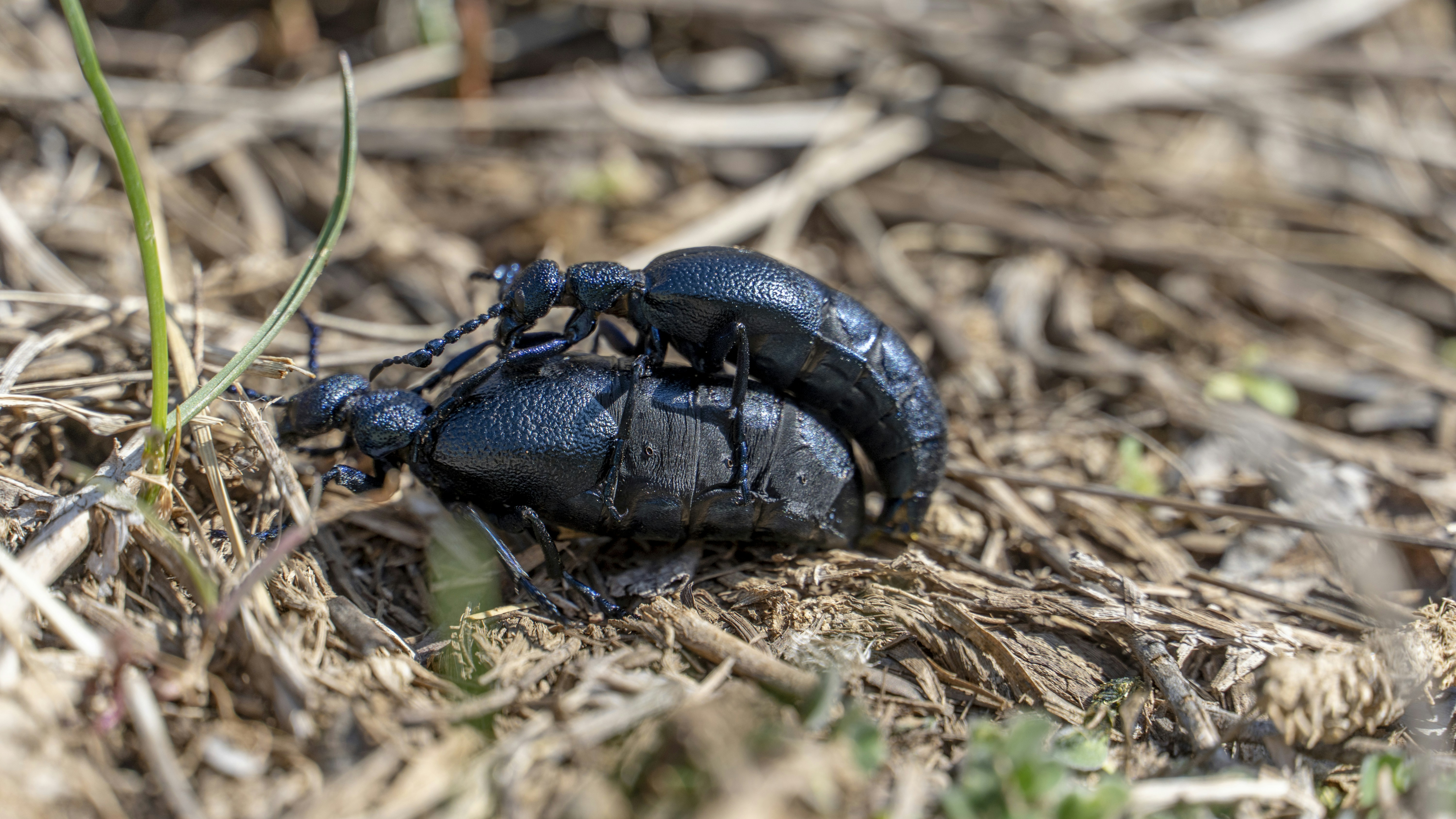 Twin Onyx Beetles on a Pine-Needle Stage