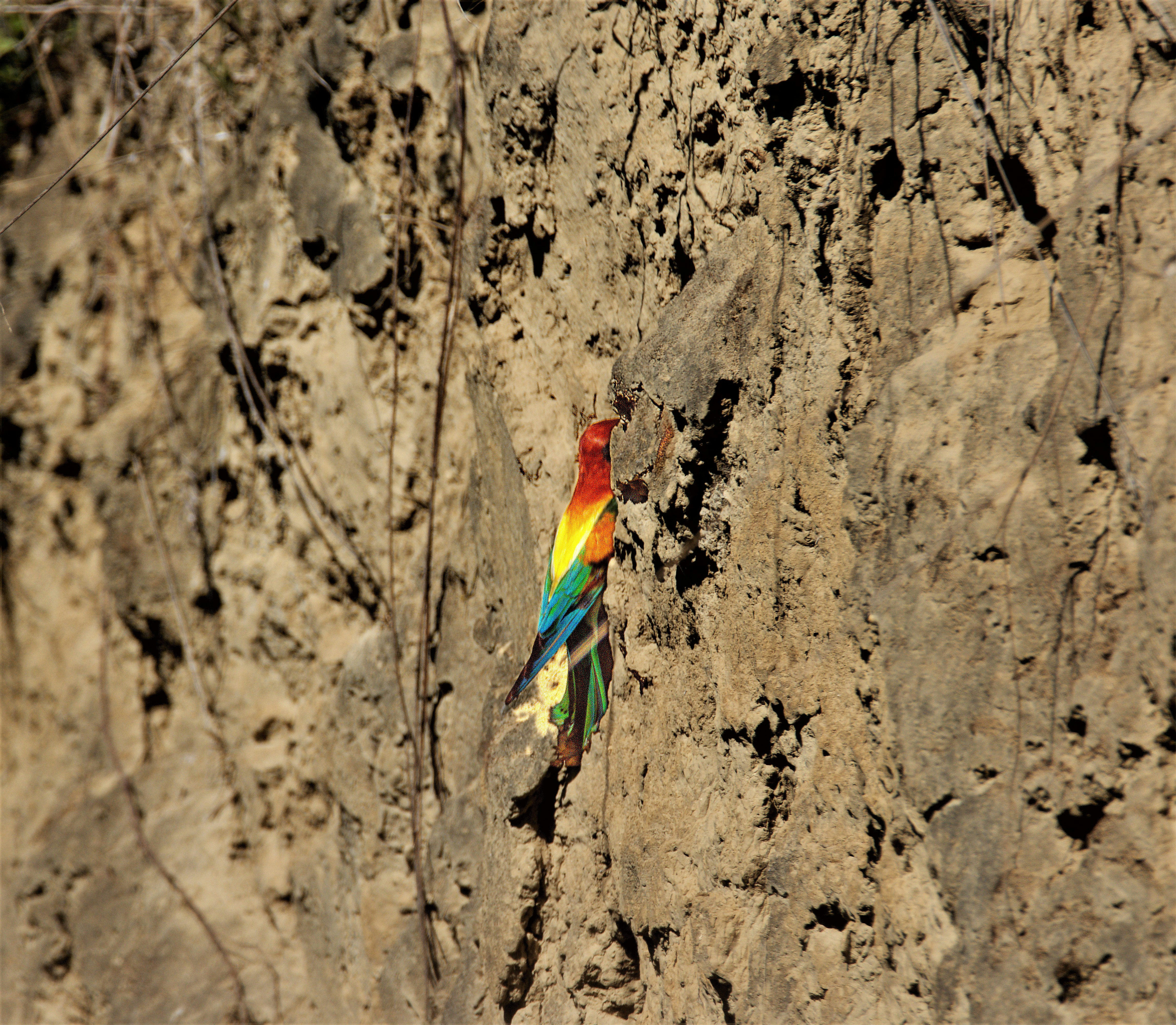 A Colorful Parrot Clinging to a Cracked Cliff