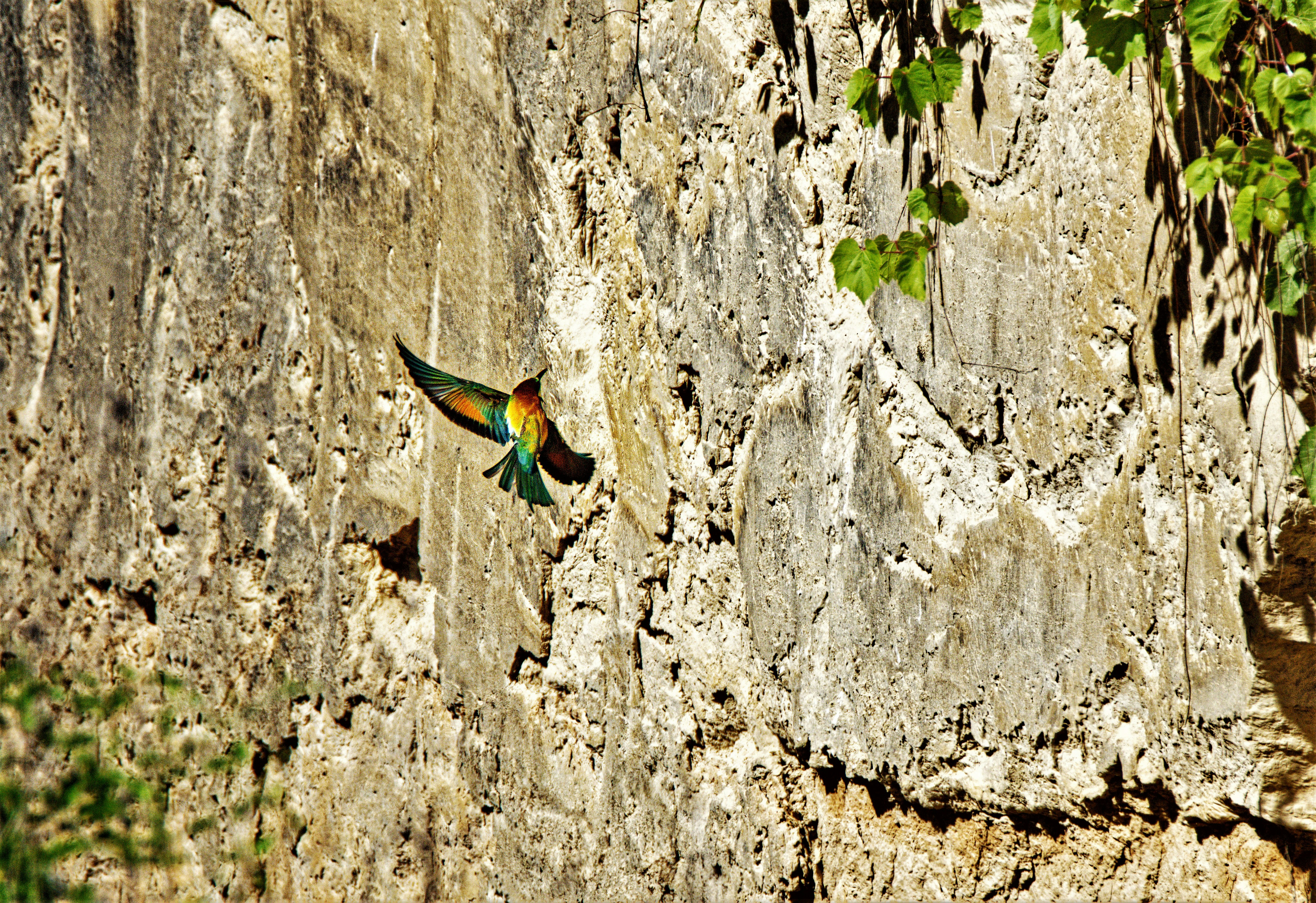 Emerald-winged Murmur: A Hummer Streaks Across a Weathered Cliff Face