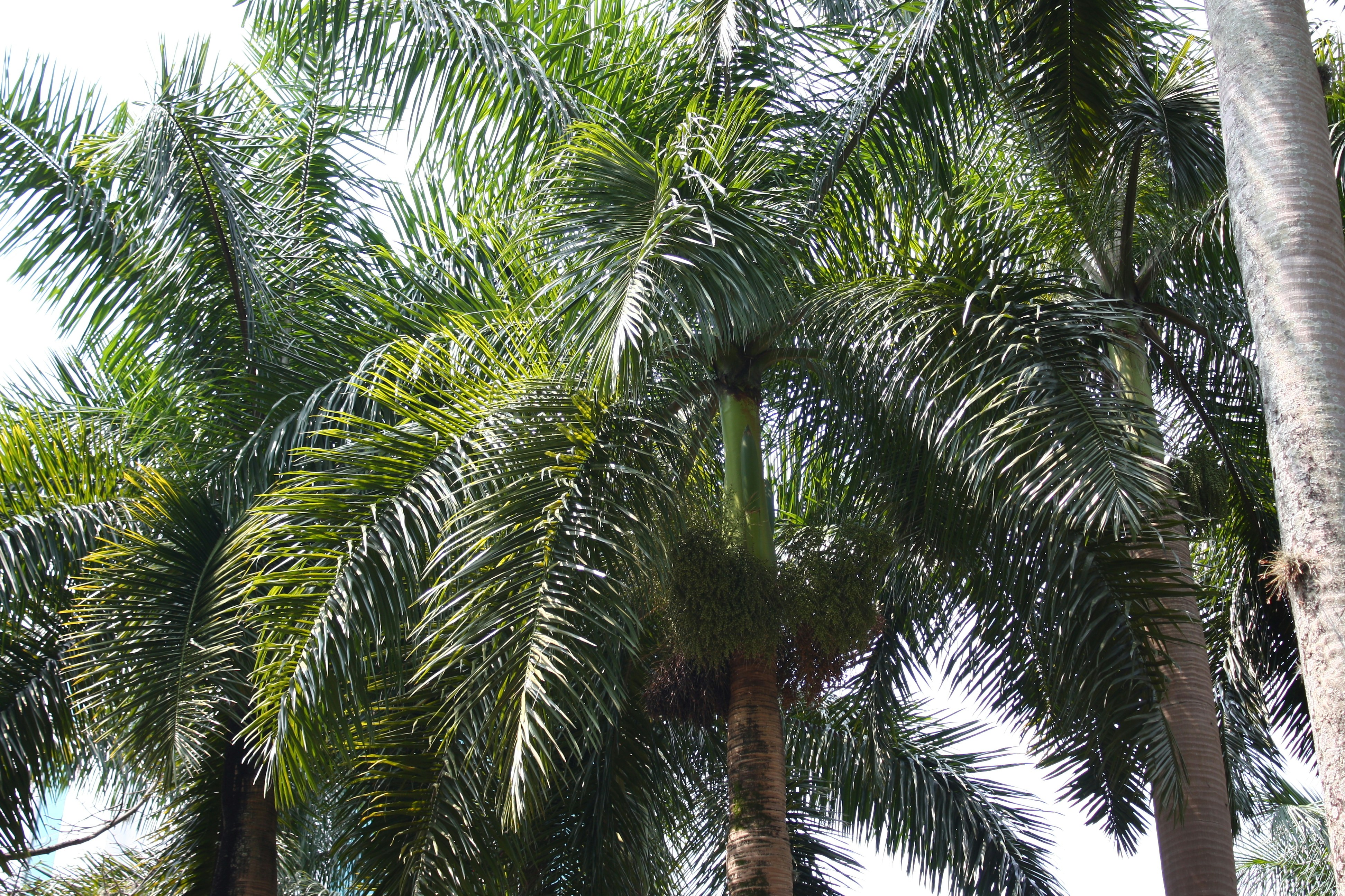 A group of palm trees with a sky background photo – Free Colombia Image ...