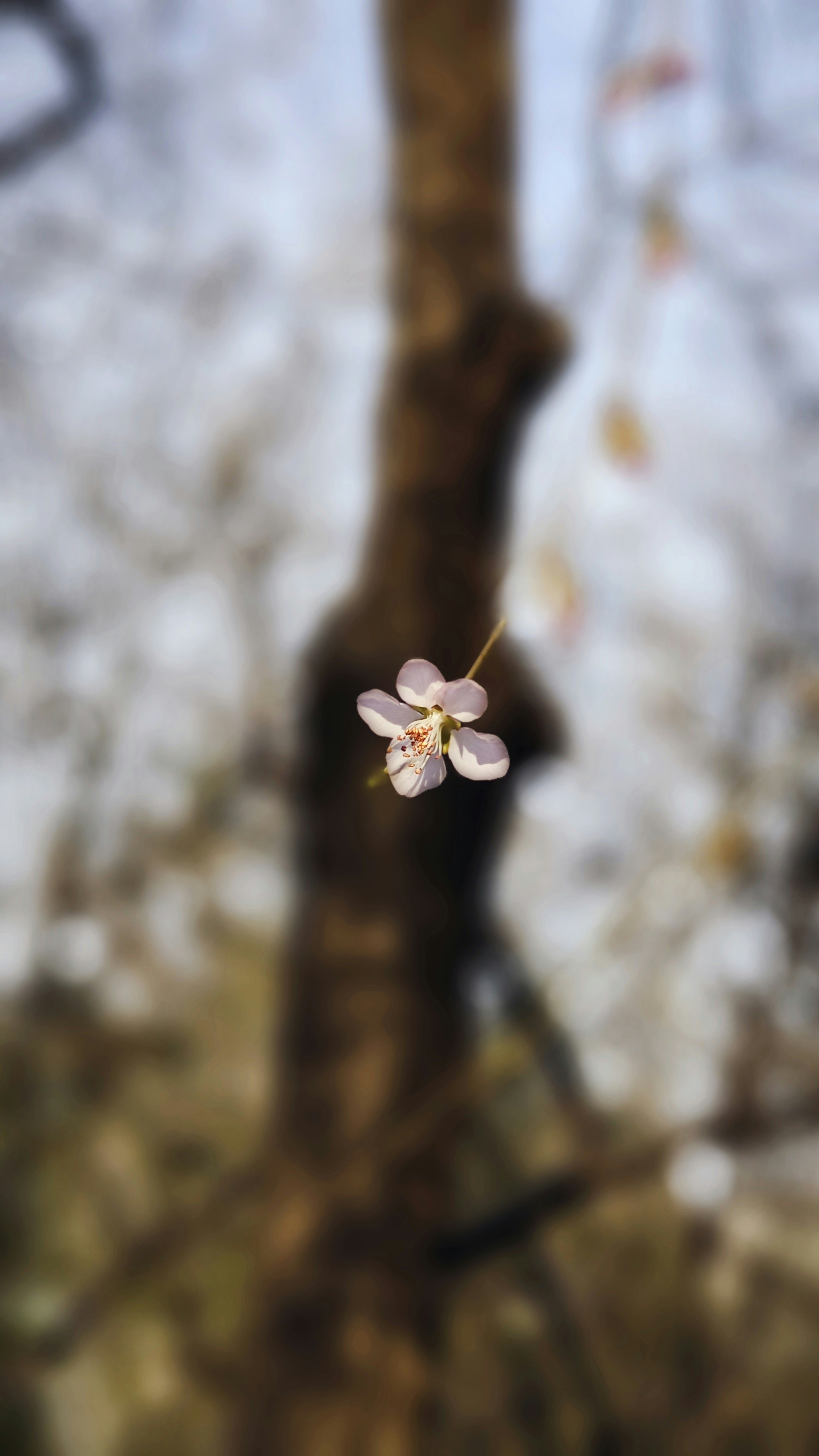 Spring Bloom on a Silent Trunk