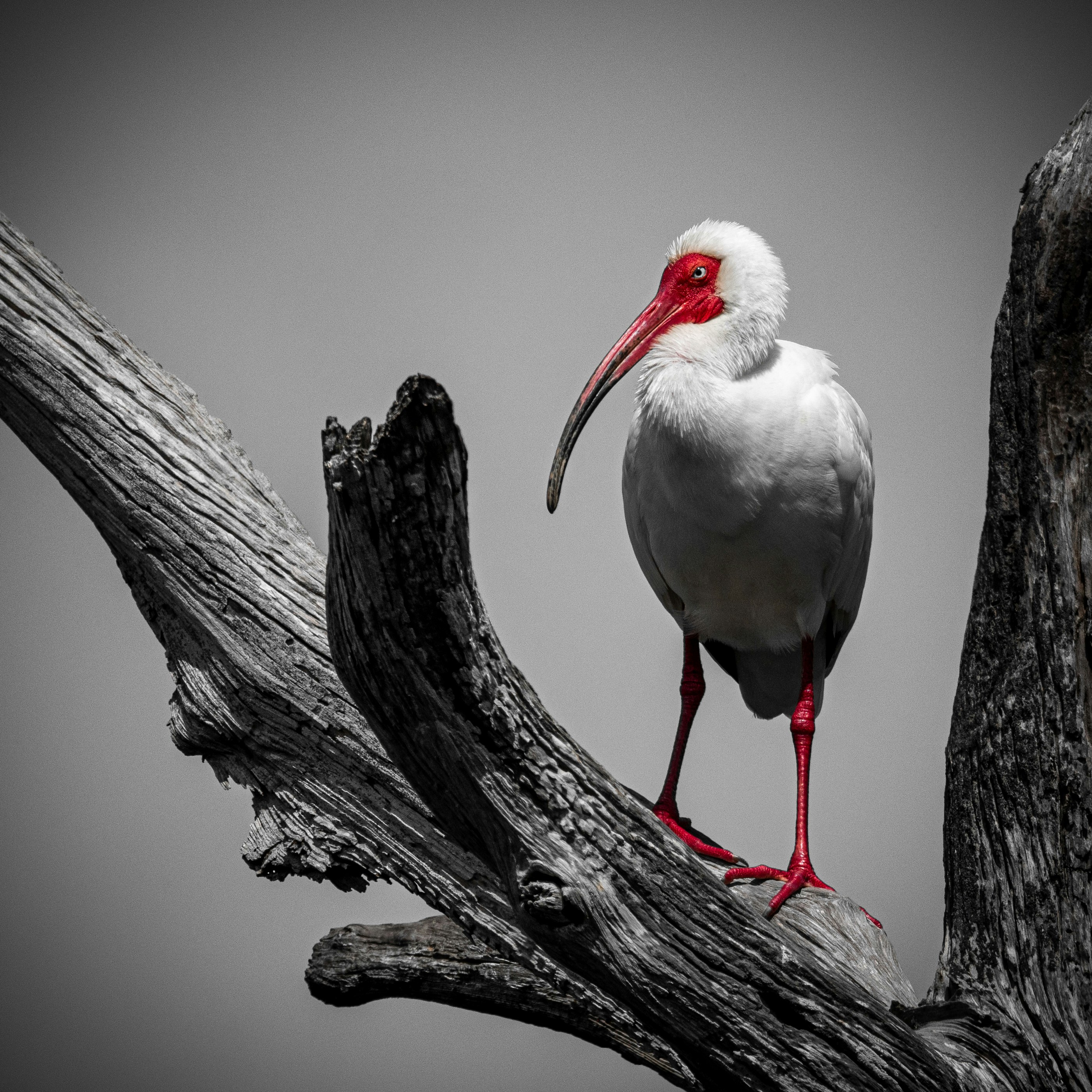 Red-Handled Beauty: A White Ibis with a Crimson Face on Weathered Branches