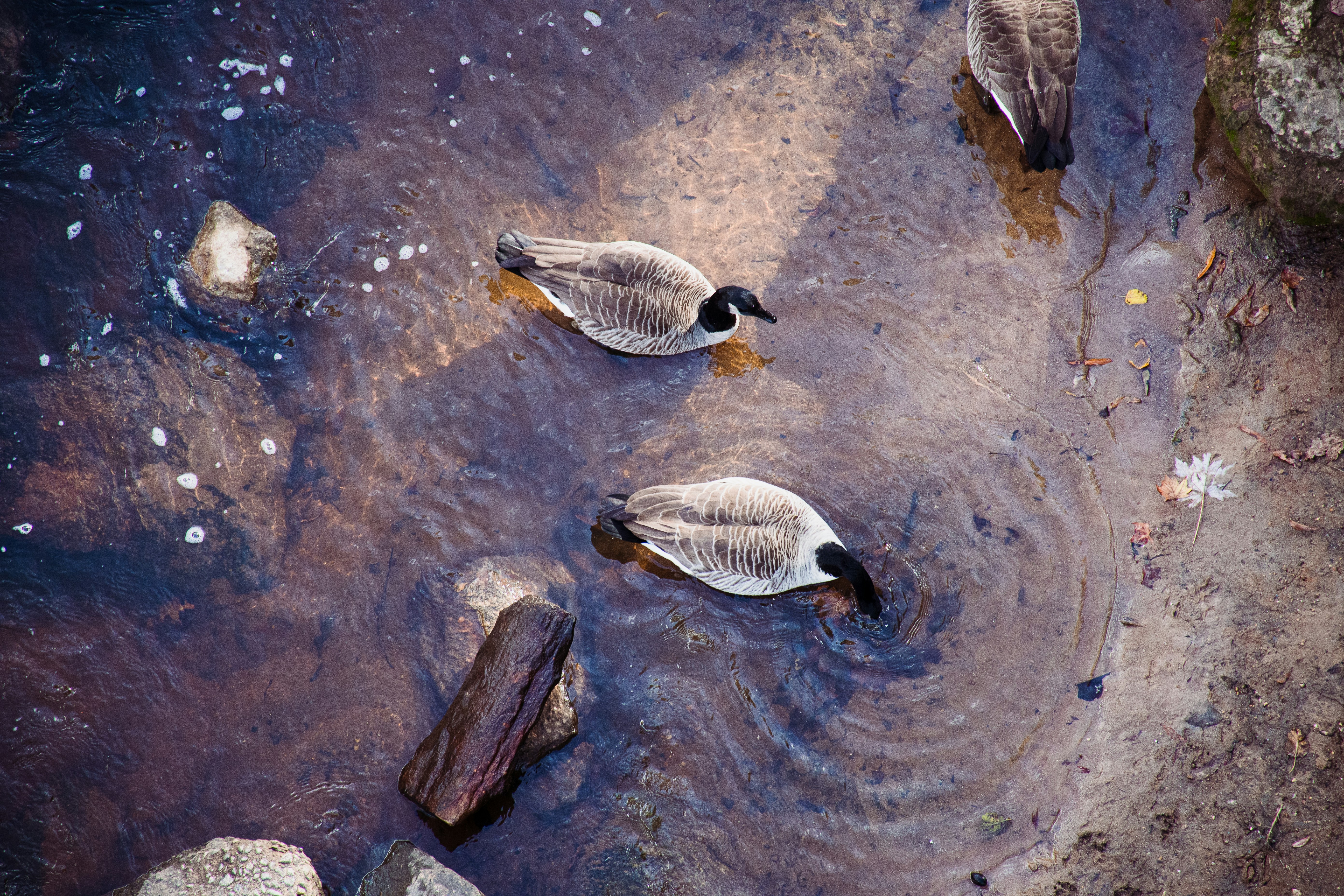 Two ducks gracefully glide across a calm pond, surrounded by rocks and gentle ripples.