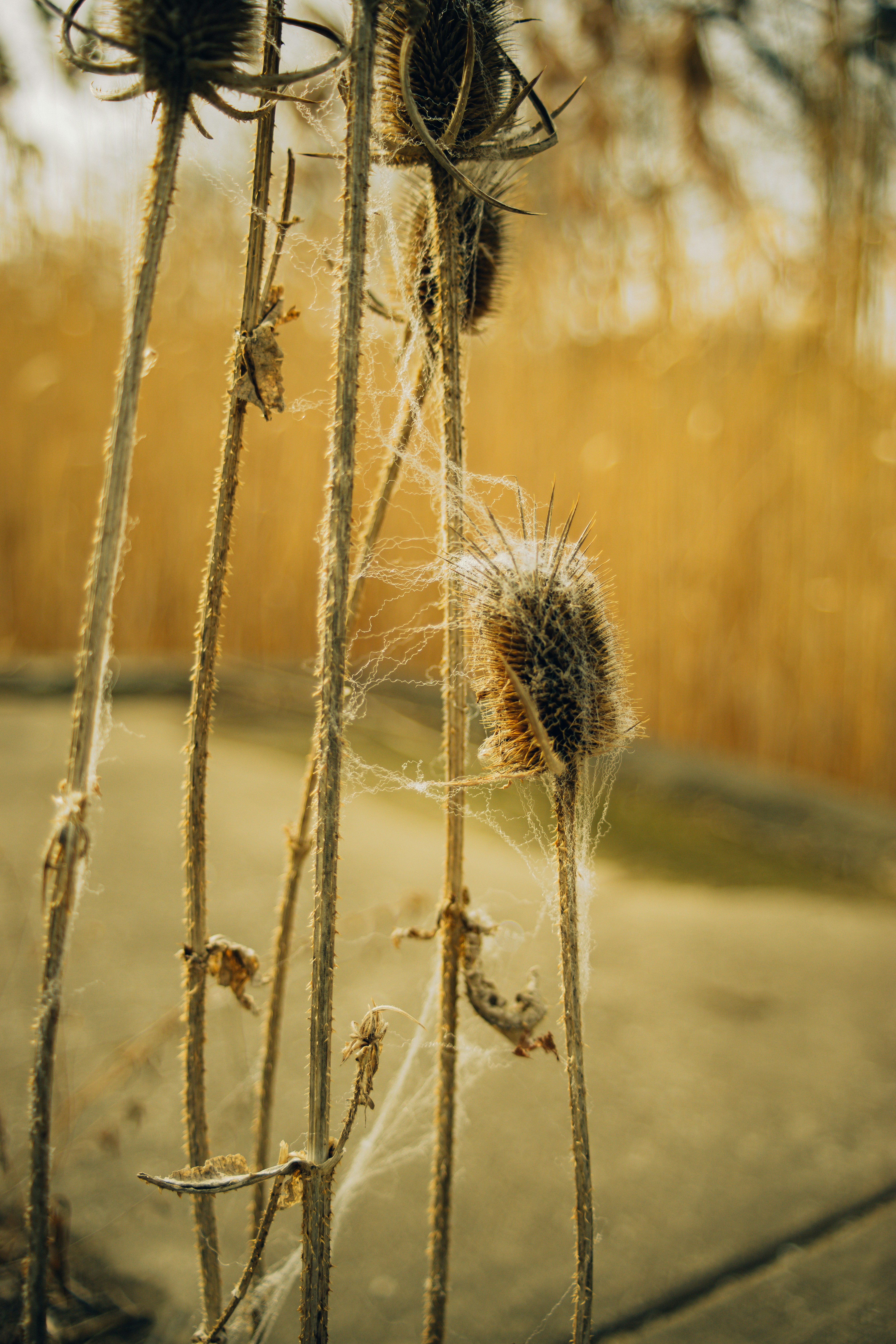 Photo by Bruno Guerrero with Canon EOS R