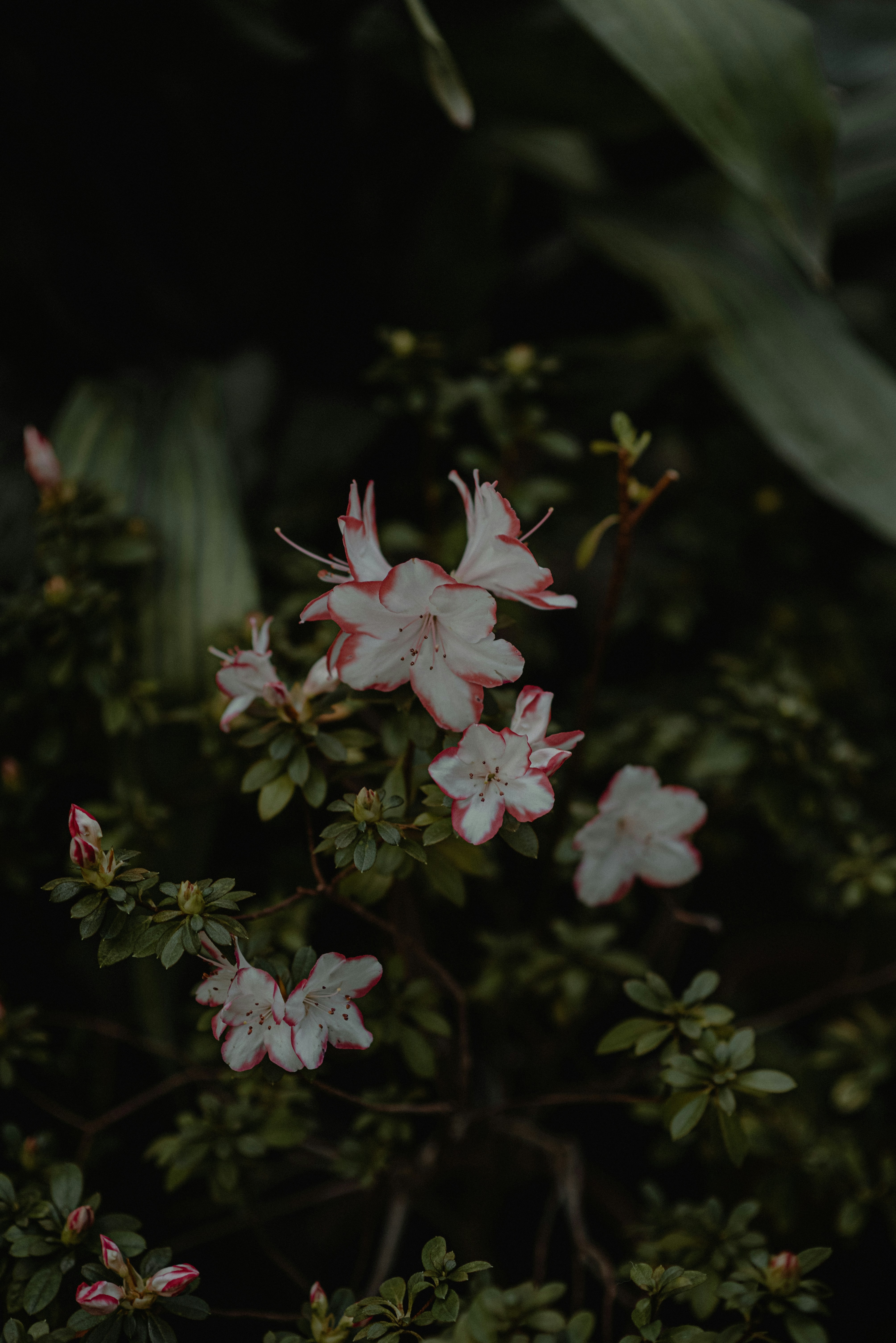 Dim Understory Azaleas: Pink-edged Blooms in Shade