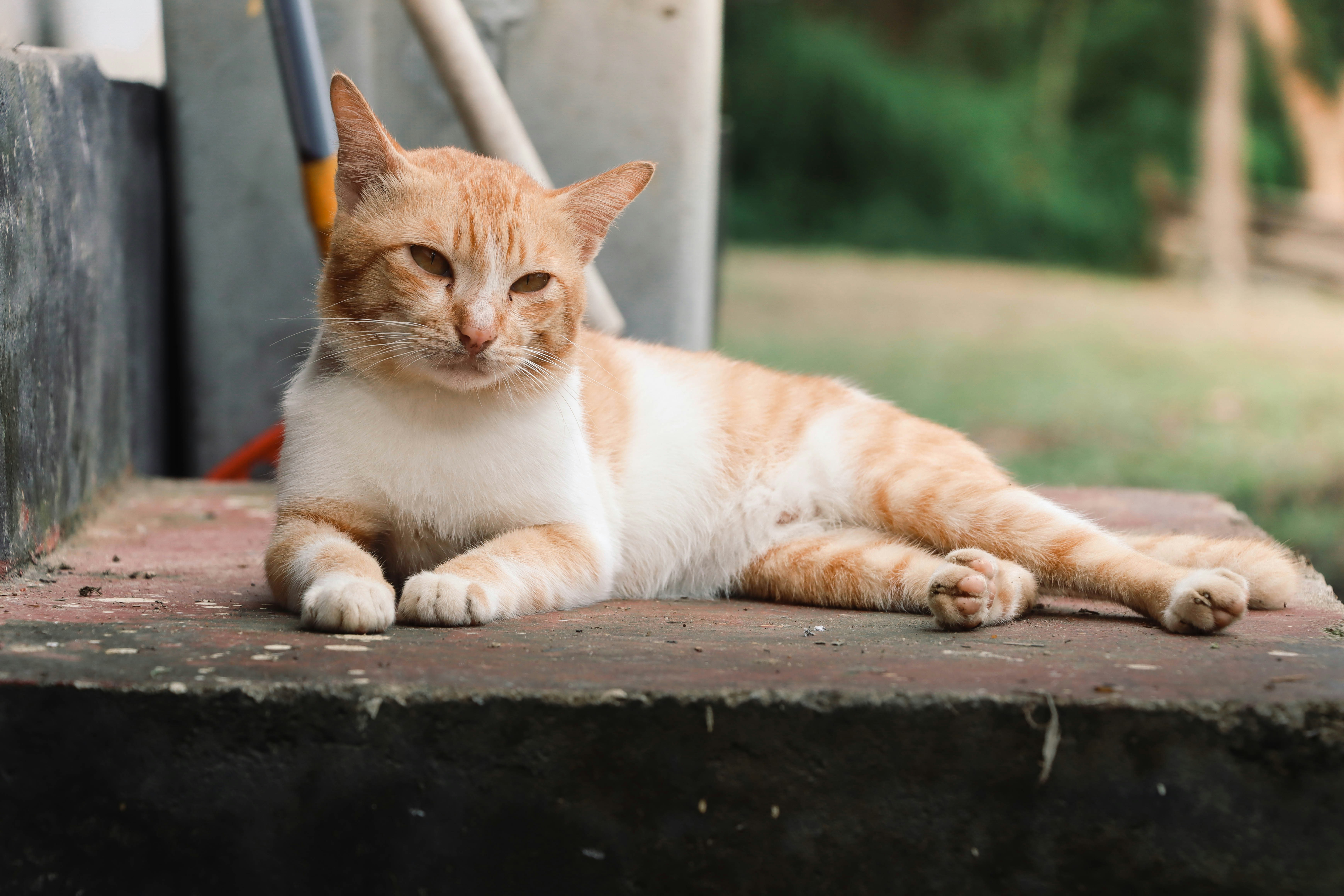 an orange and white cat laying on top of a cement slab