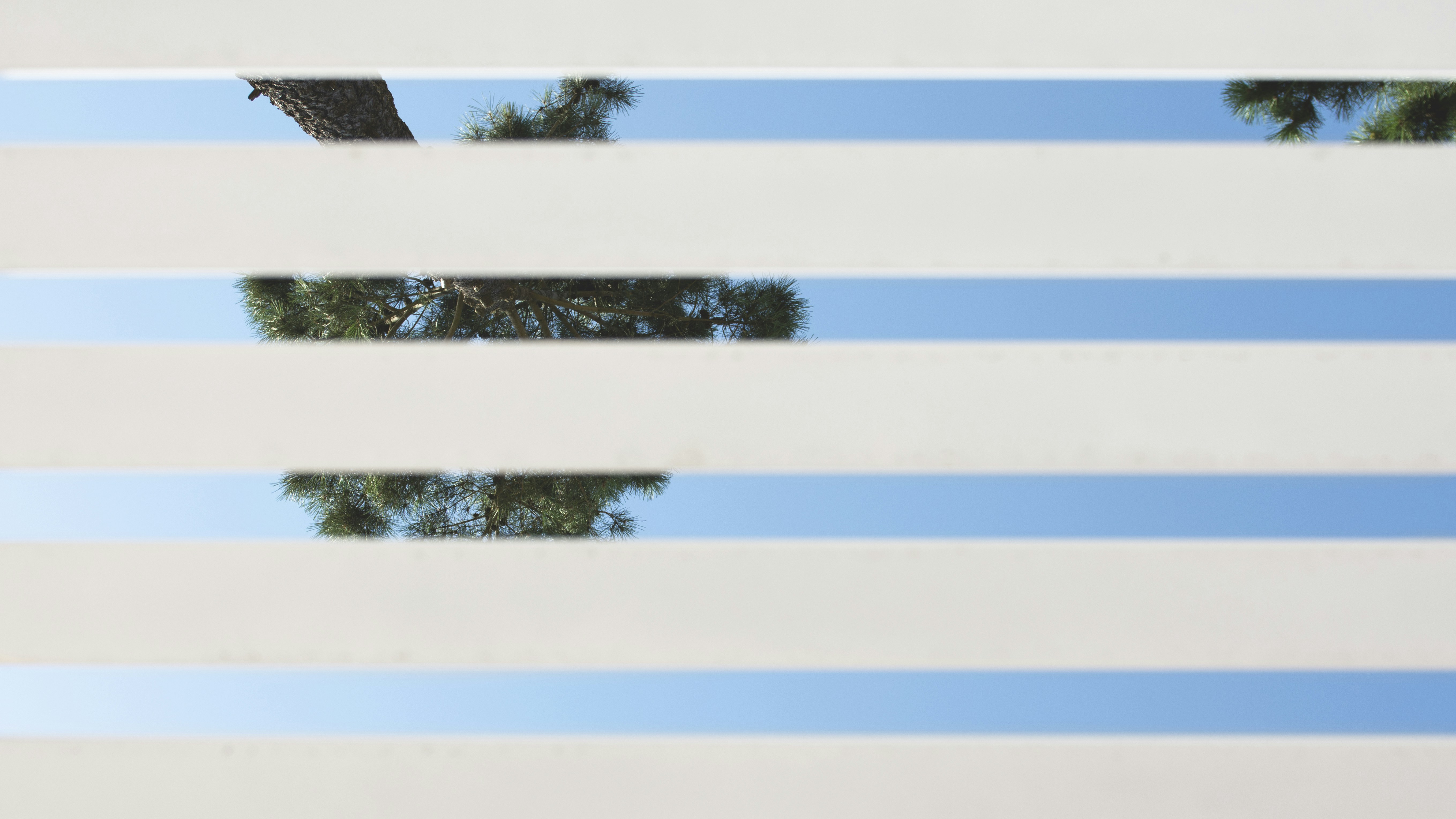 Between the Stripes: Pine Branch Breaks the Pattern