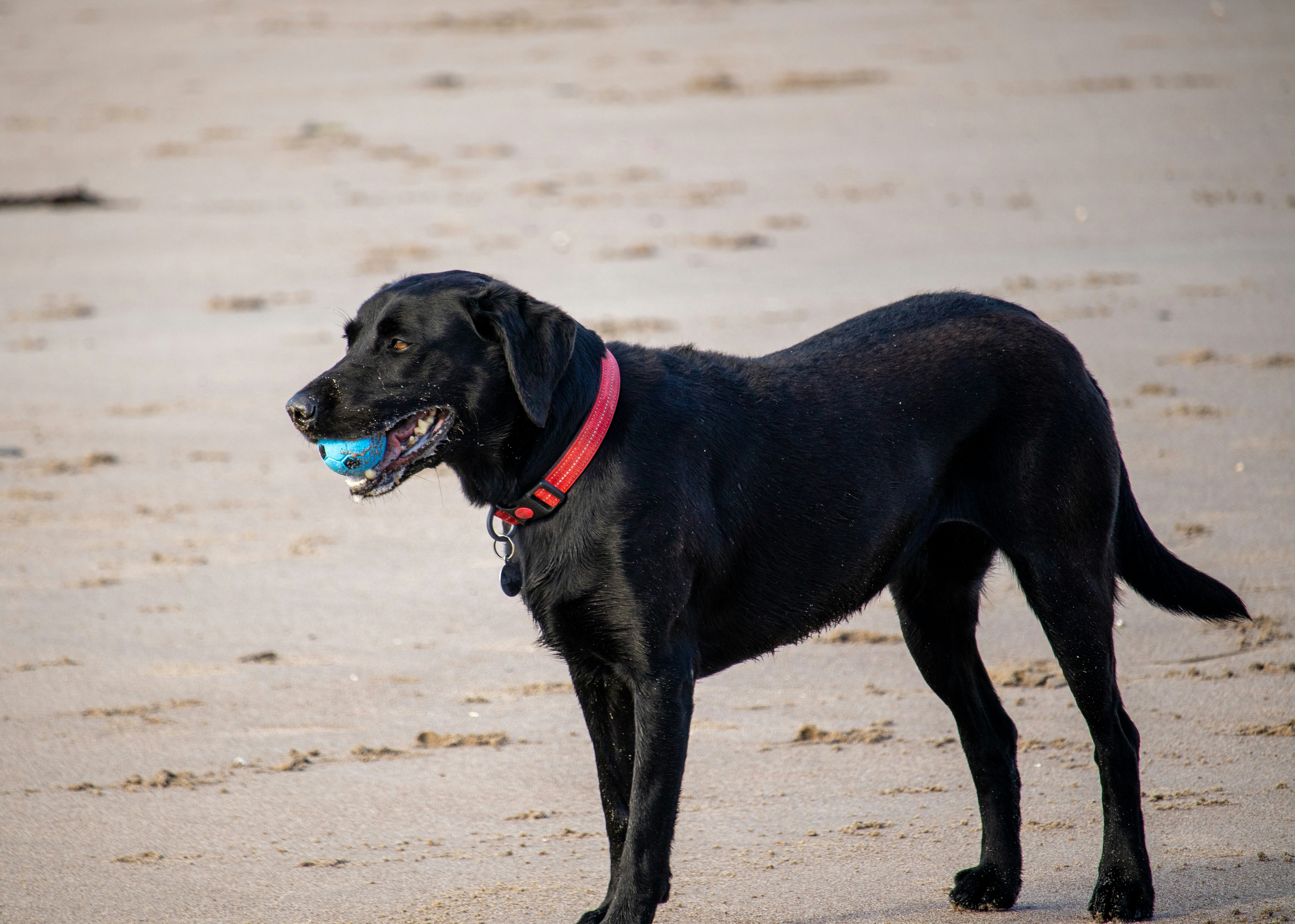 Dog with ball in its mouth at Ganavan Sands beach