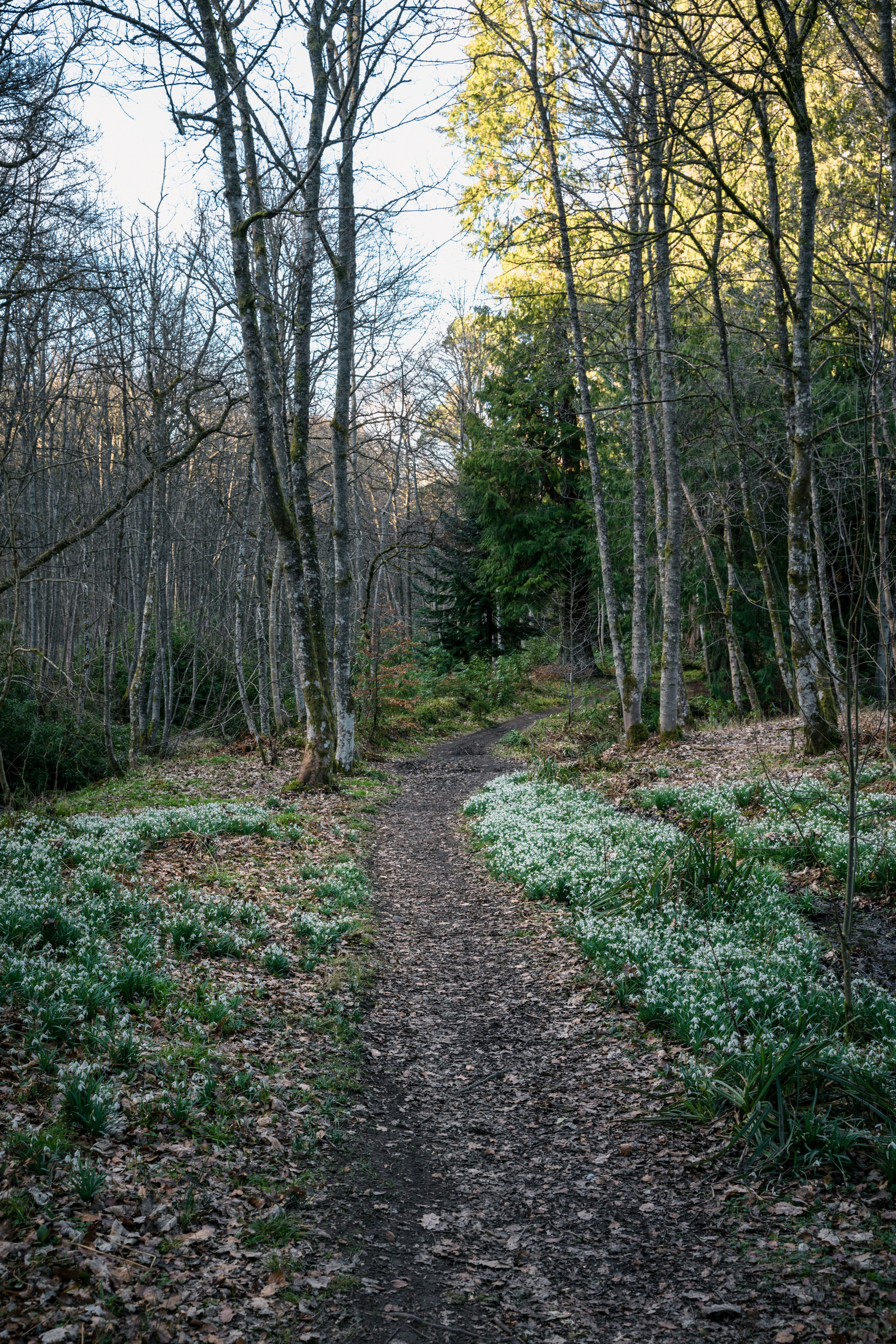 A path through a forest with lots of trees photo – Free Gorebridge ...