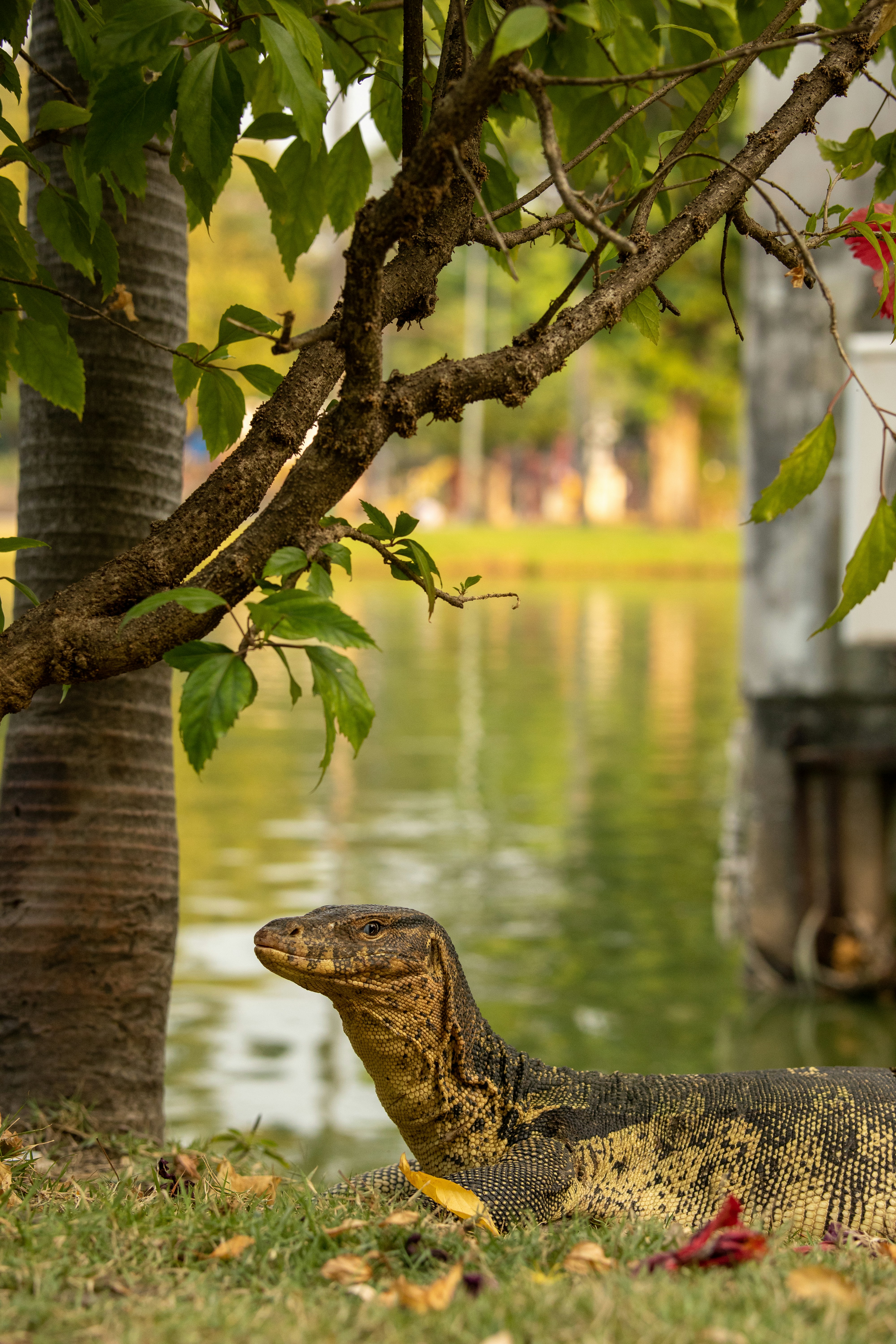 Sunlit Monitor Lizard at the Water's Edge, Framed by Leaves