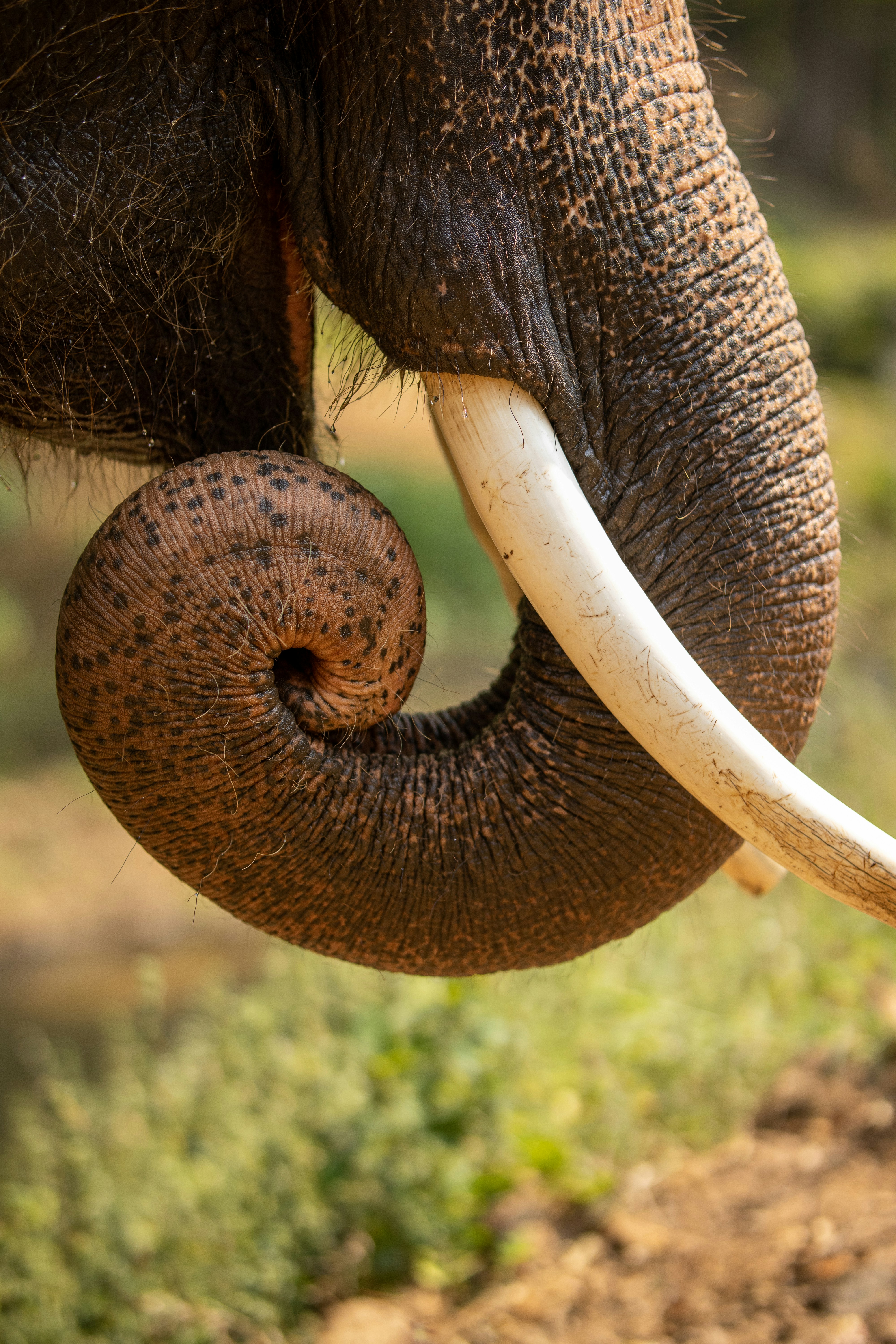 A close up of an elephant with tusks photo – Free Sri phoom road Image ...