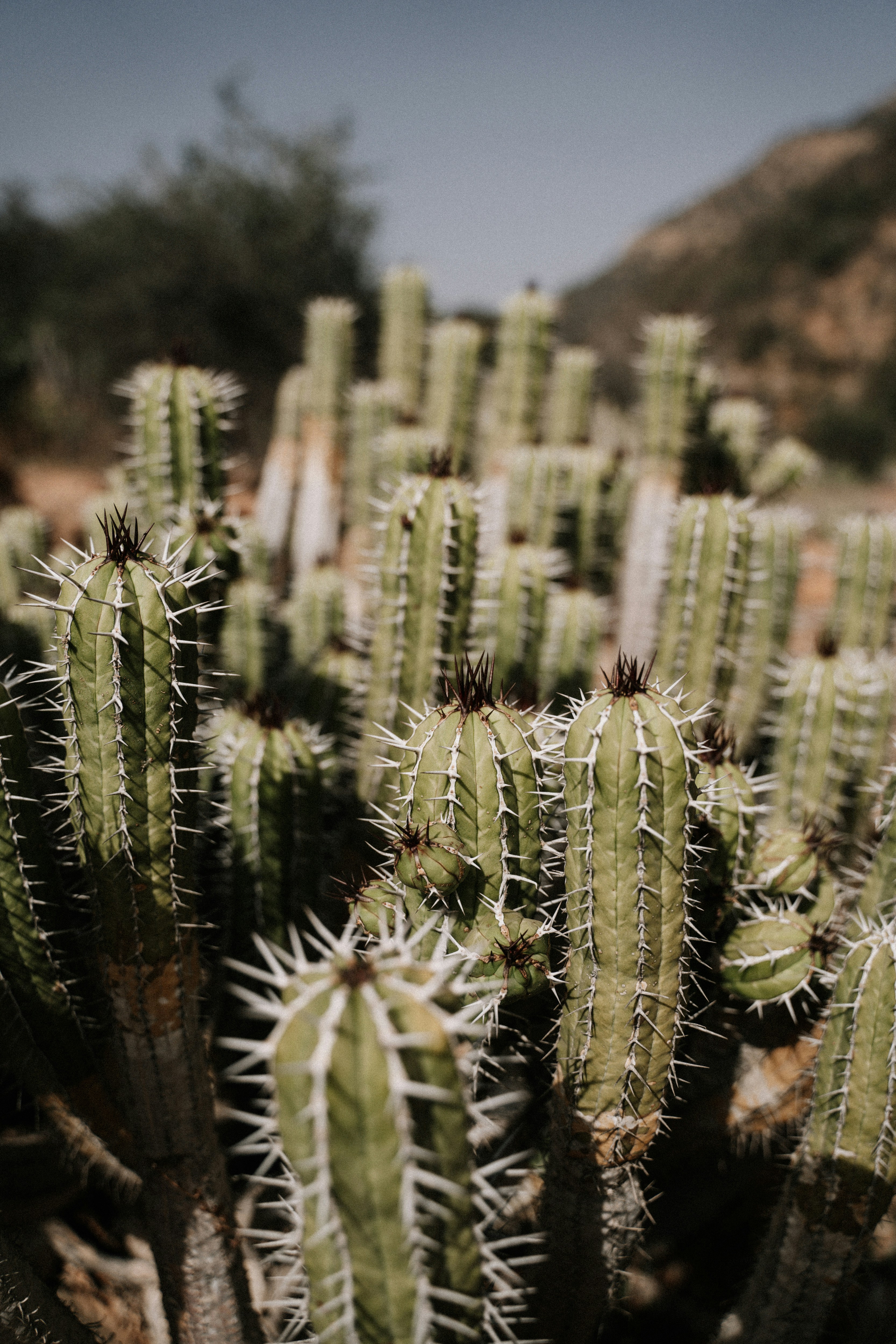 A group of cactus plants in a field photo – Free Plant Image on Unsplash