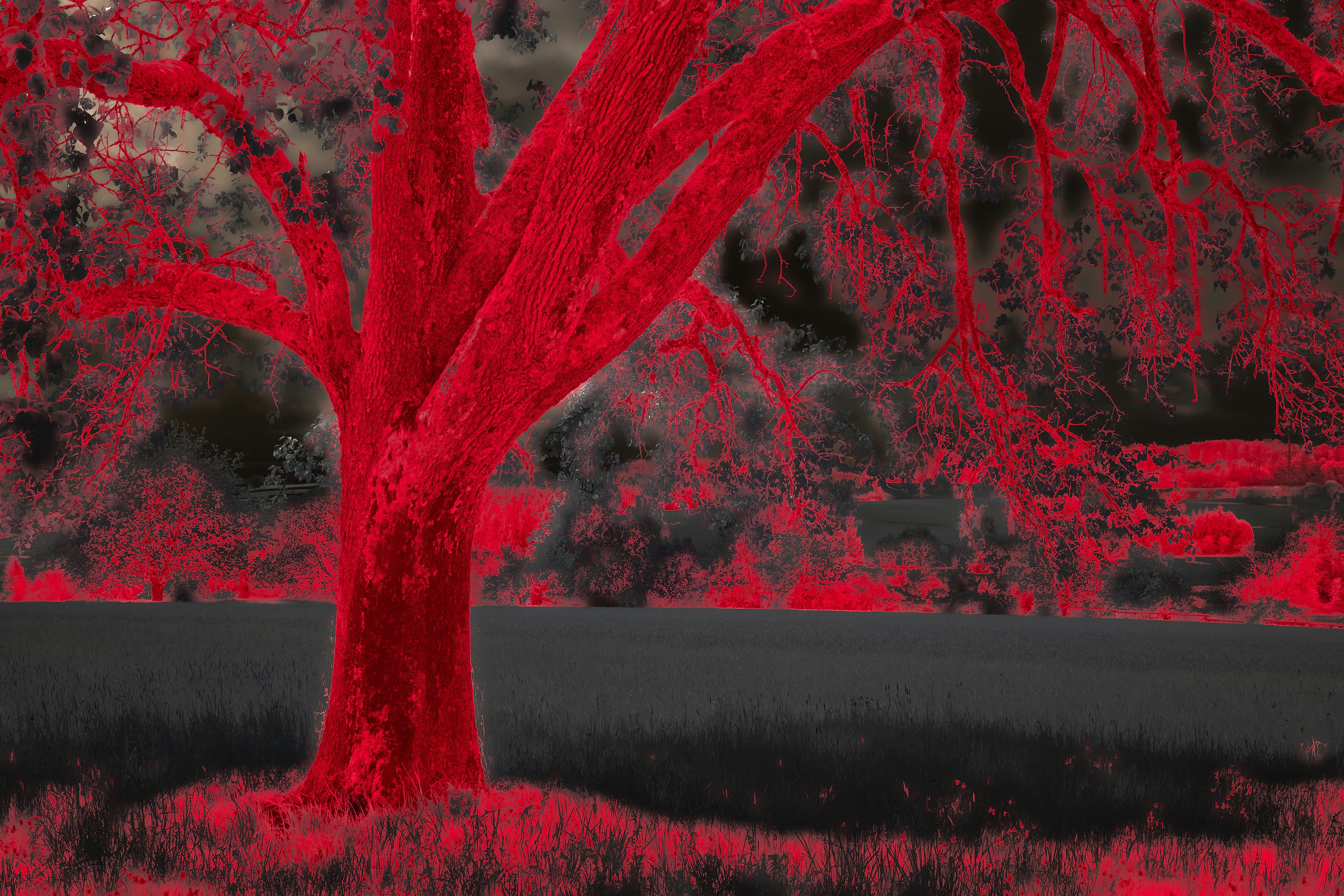 A red tree in the middle of a field photo – Free Tree Image on Unsplash