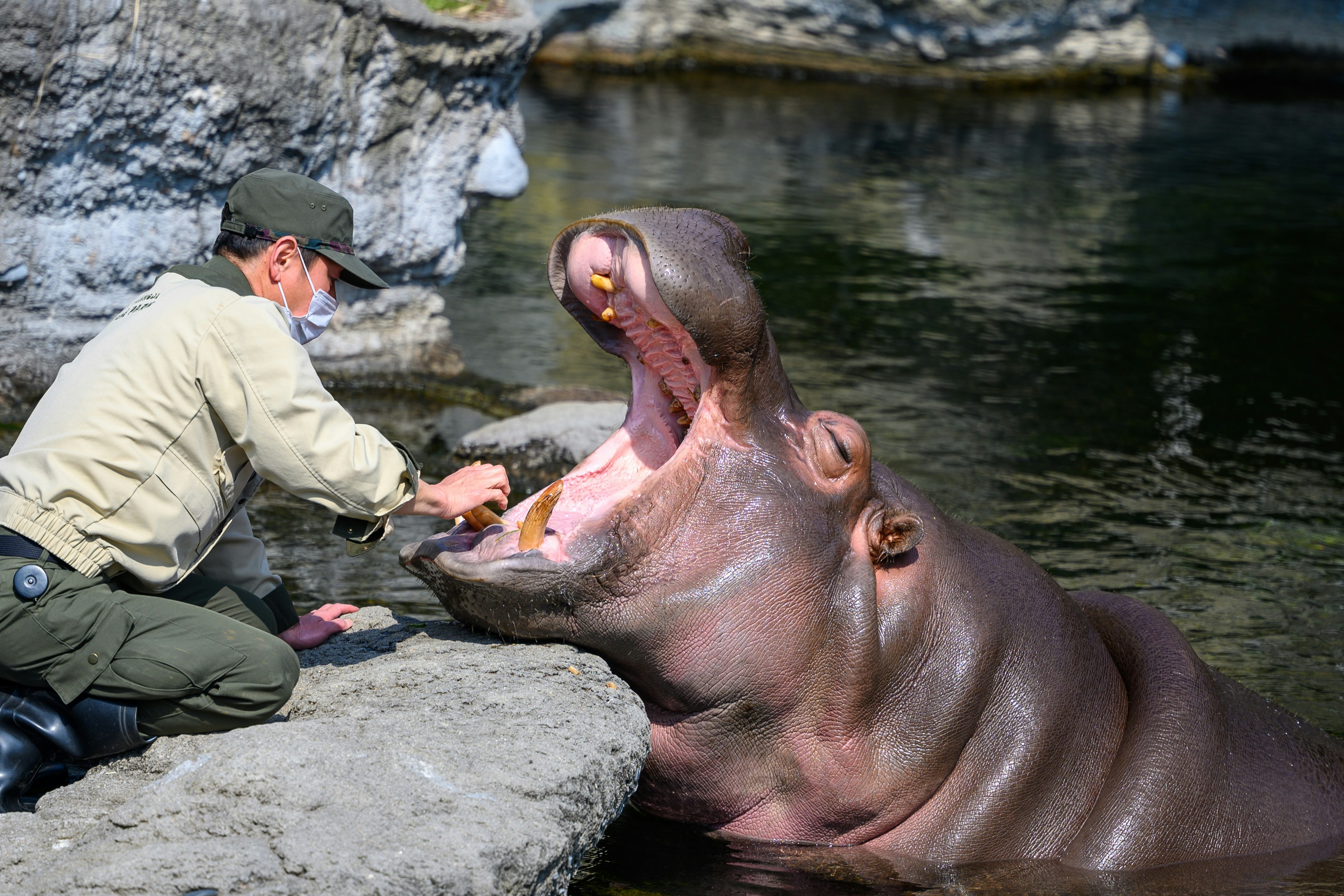 Riverside Encounter: Feeding Time with a Hippo at the Water's Edge