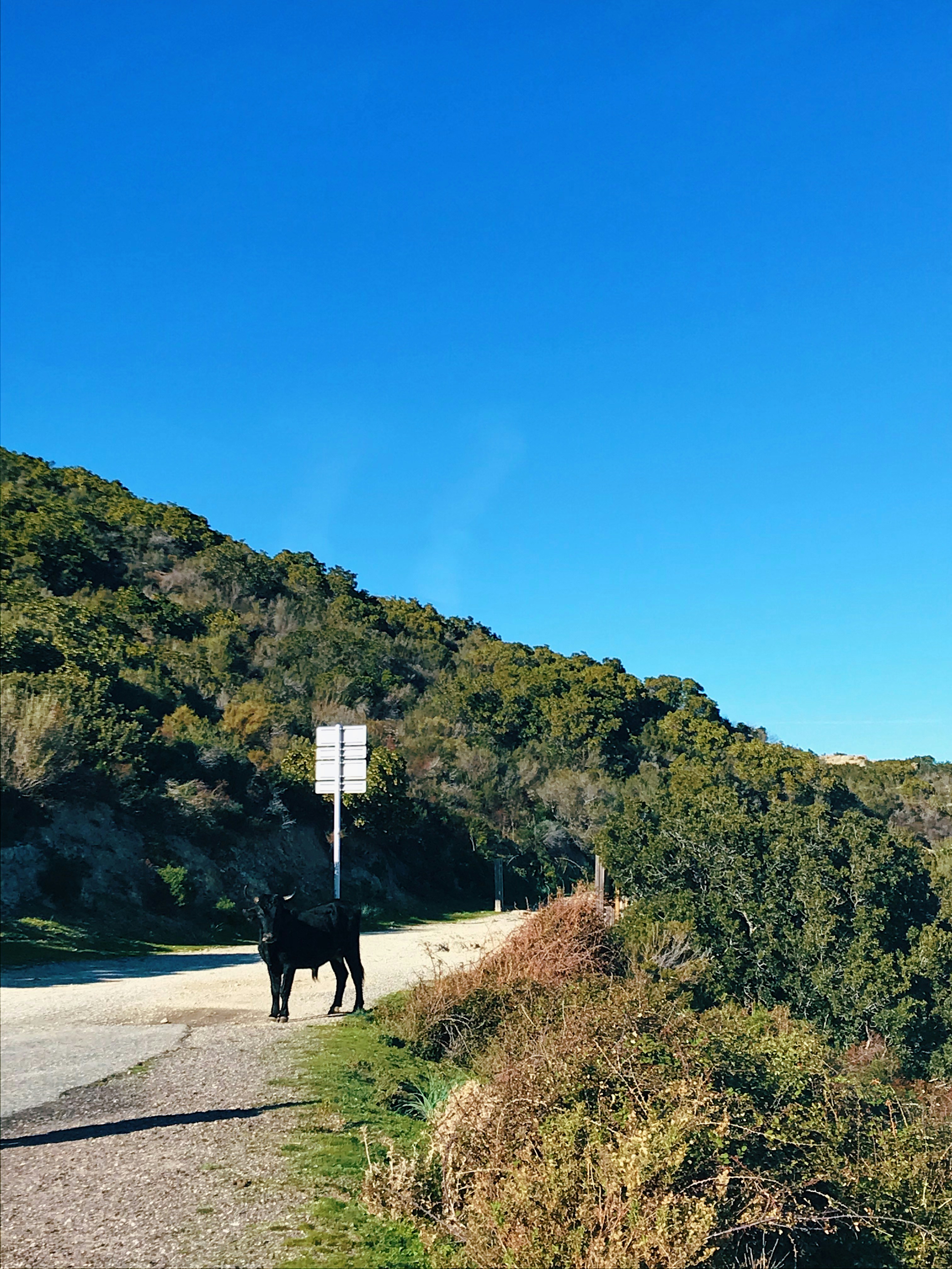 Lone Horse on a Sunlit Trail Framed by Scrub and a Brilliant Blue Sky