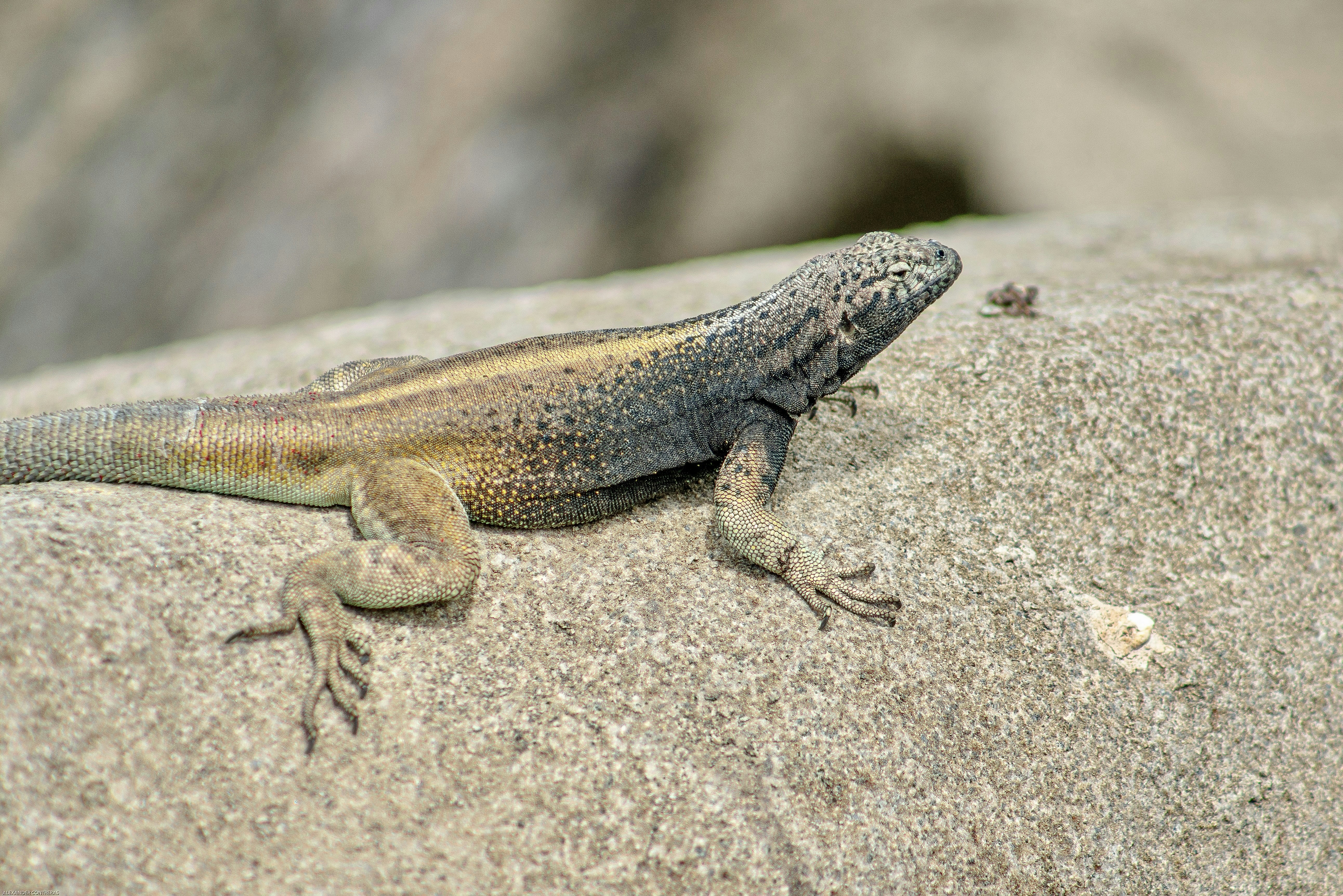 Lizard basking on a sunlit rock in northern Chile.