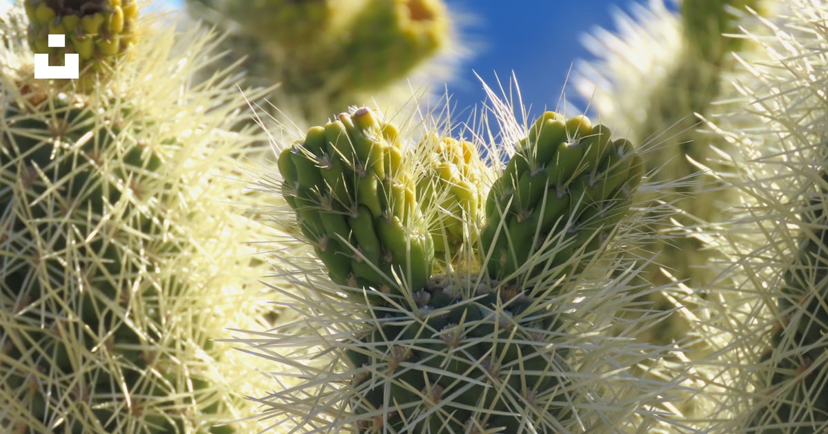 背景に山を持つサボテン植物のクローズアップの写真 Unsplashのジョシュアツリー国立公園の無料画像