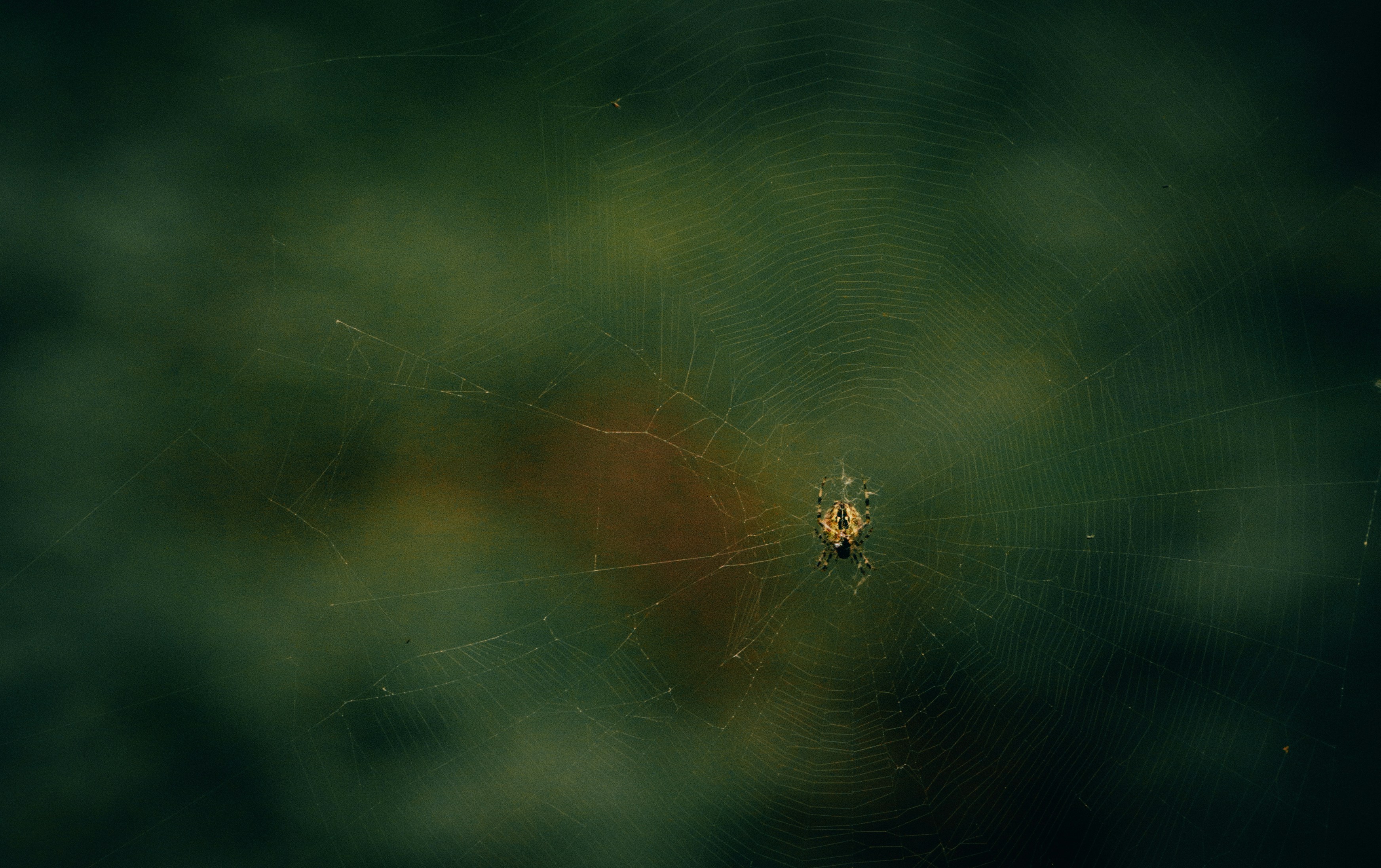 Center Stage on Silk: A Spider at the Heart of Its Web