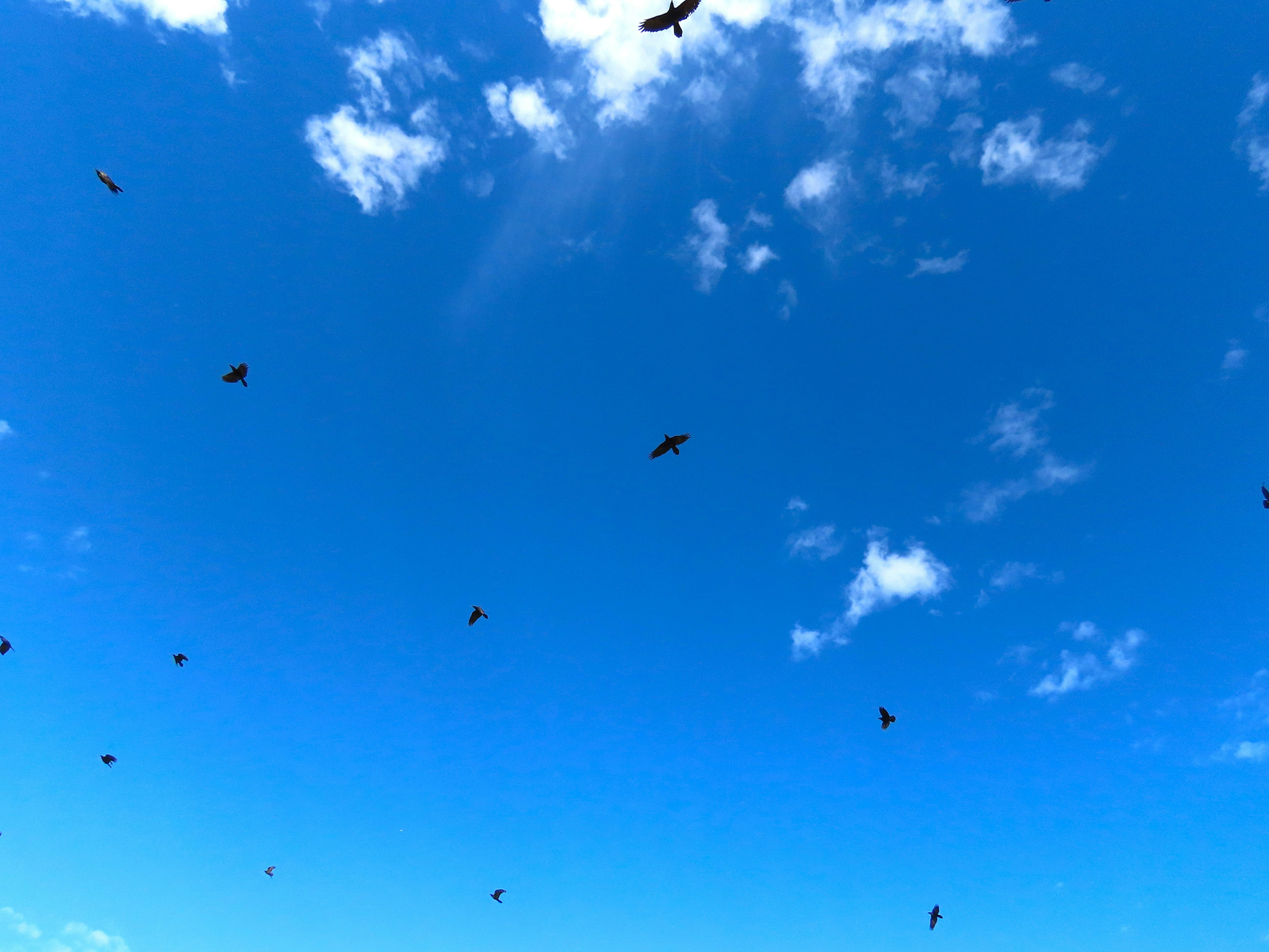 A flock of American crows (Corvus brachyrhynchos) fly overhead on a clear day.