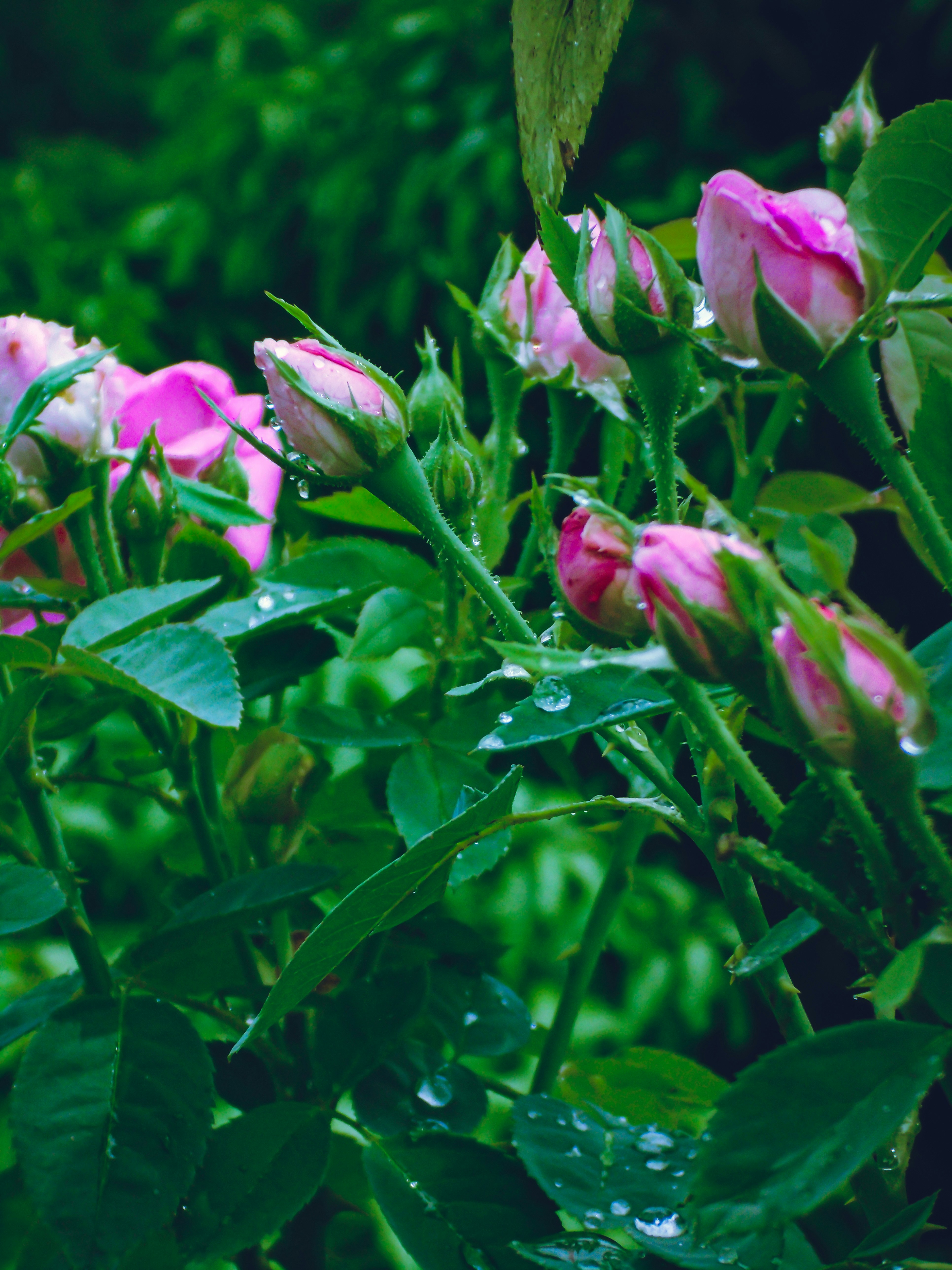 Delicate pink rosebuds adorned with droplets glisten amidst lush green foliage, capturing the essence of a fresh spring morning.