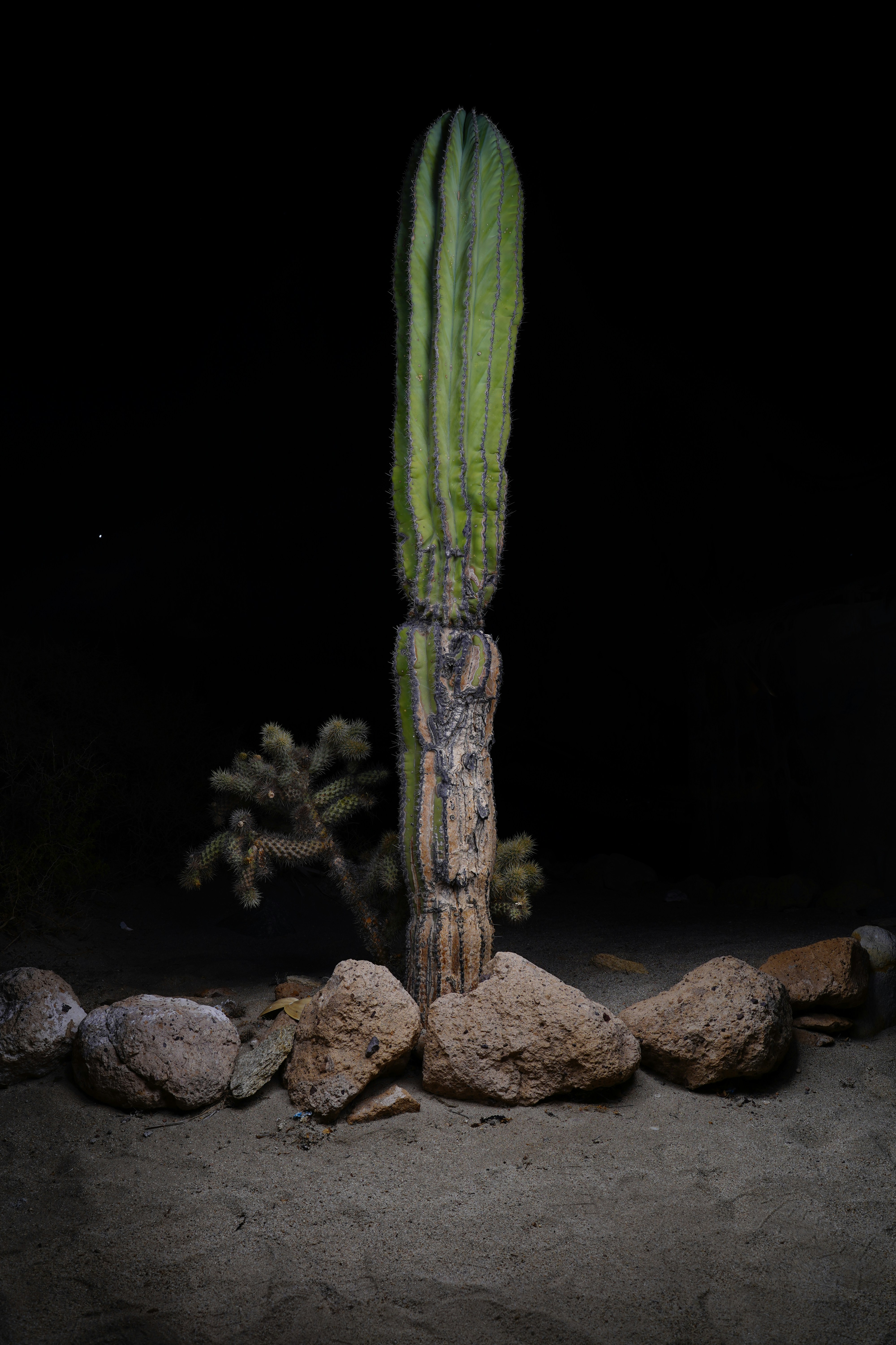 Midnight Sentinel: A solitary saguaro rising above a ring of stones