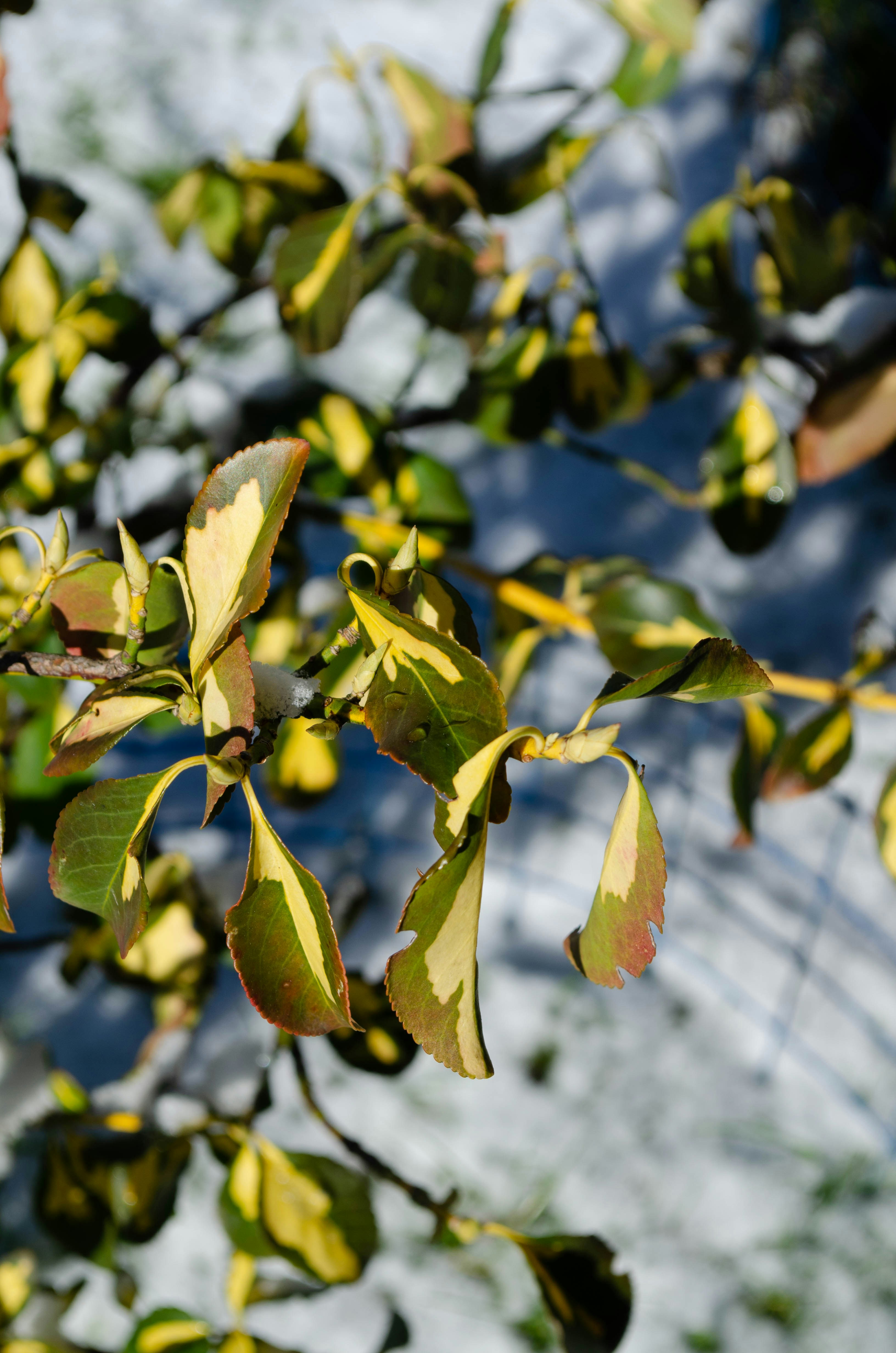 a close up of a tree branch with leaves