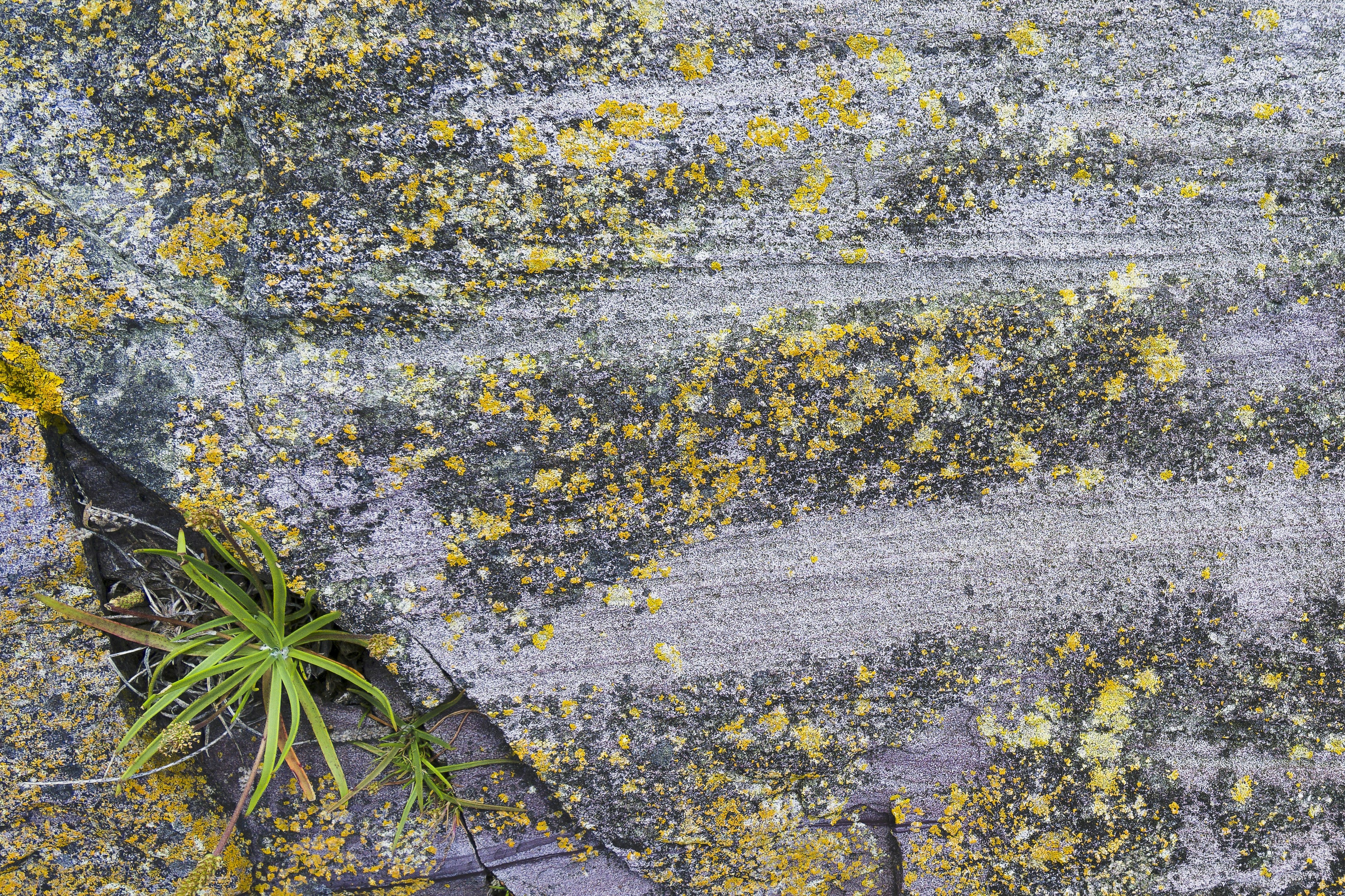 Verdant Edge: A Tiny Plant Battles Yellow Lichen on Weathered Stone