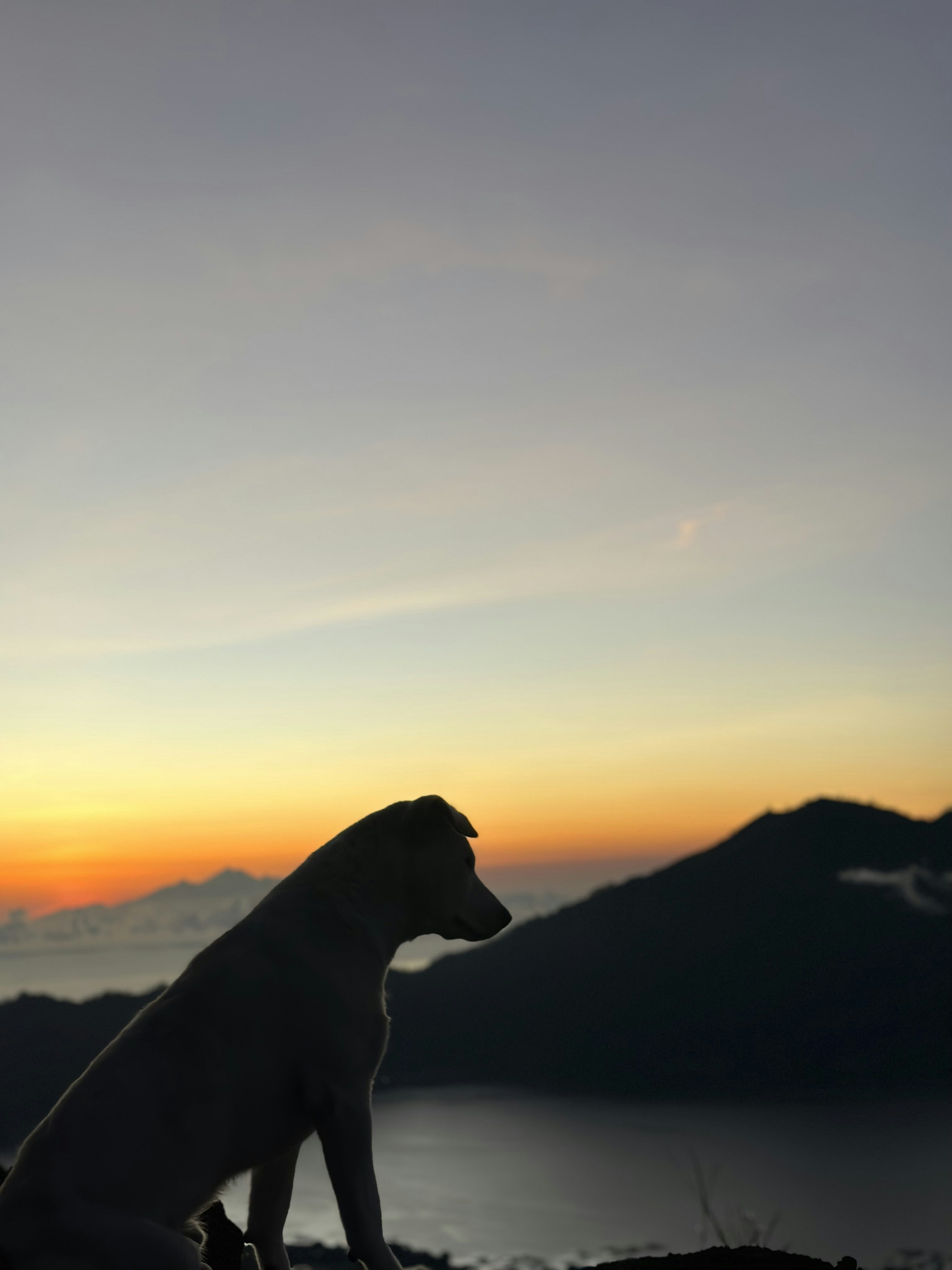 Dusk Silhouette on the Ridge: A Pup Watches the Sunset