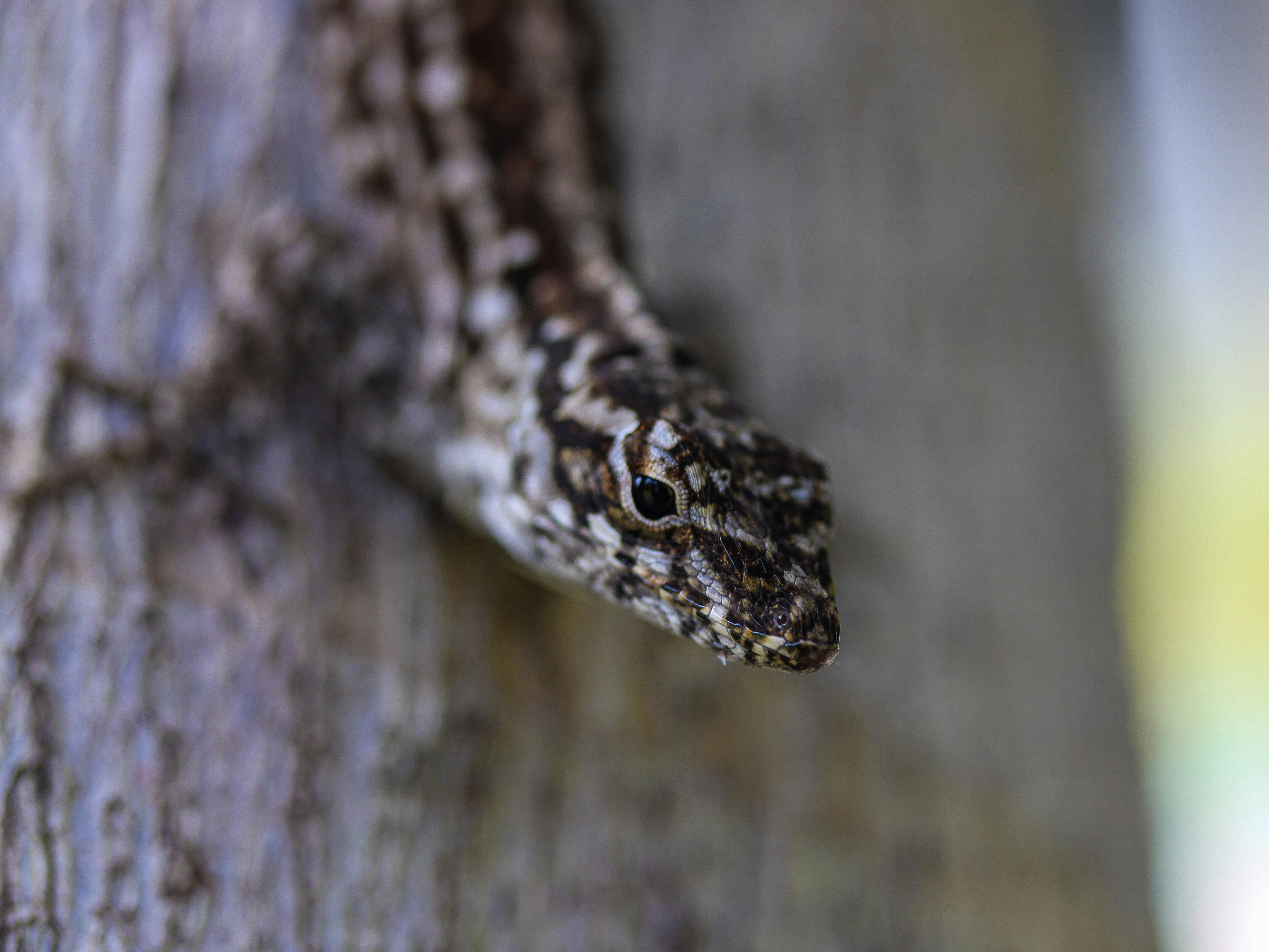 The Bark Whisperer: Close-Up of a Camouflaged Lizard on Tree Trunk