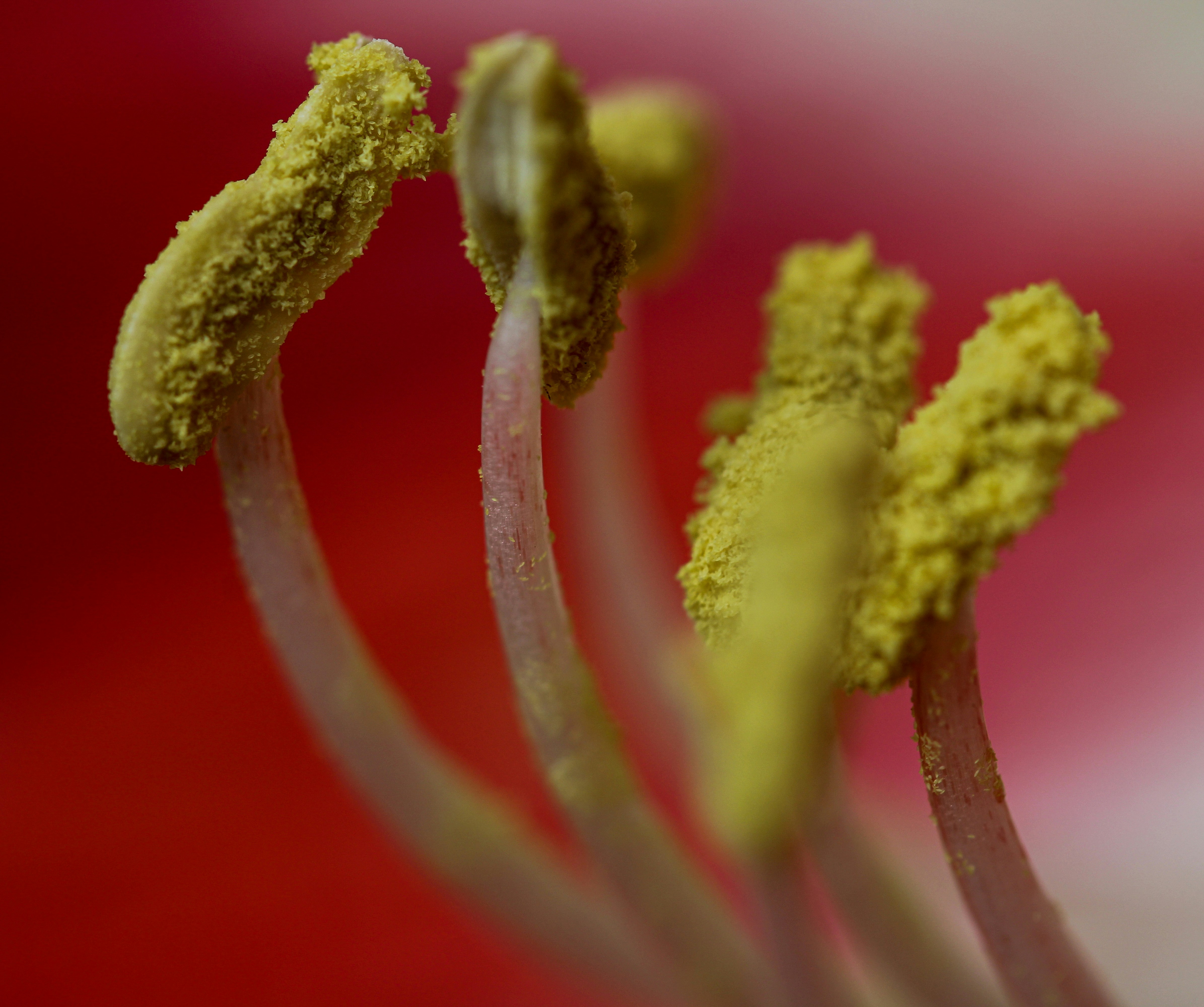 Crimson Stamen Mosaic: pollen dust on curling filaments in a micro moment