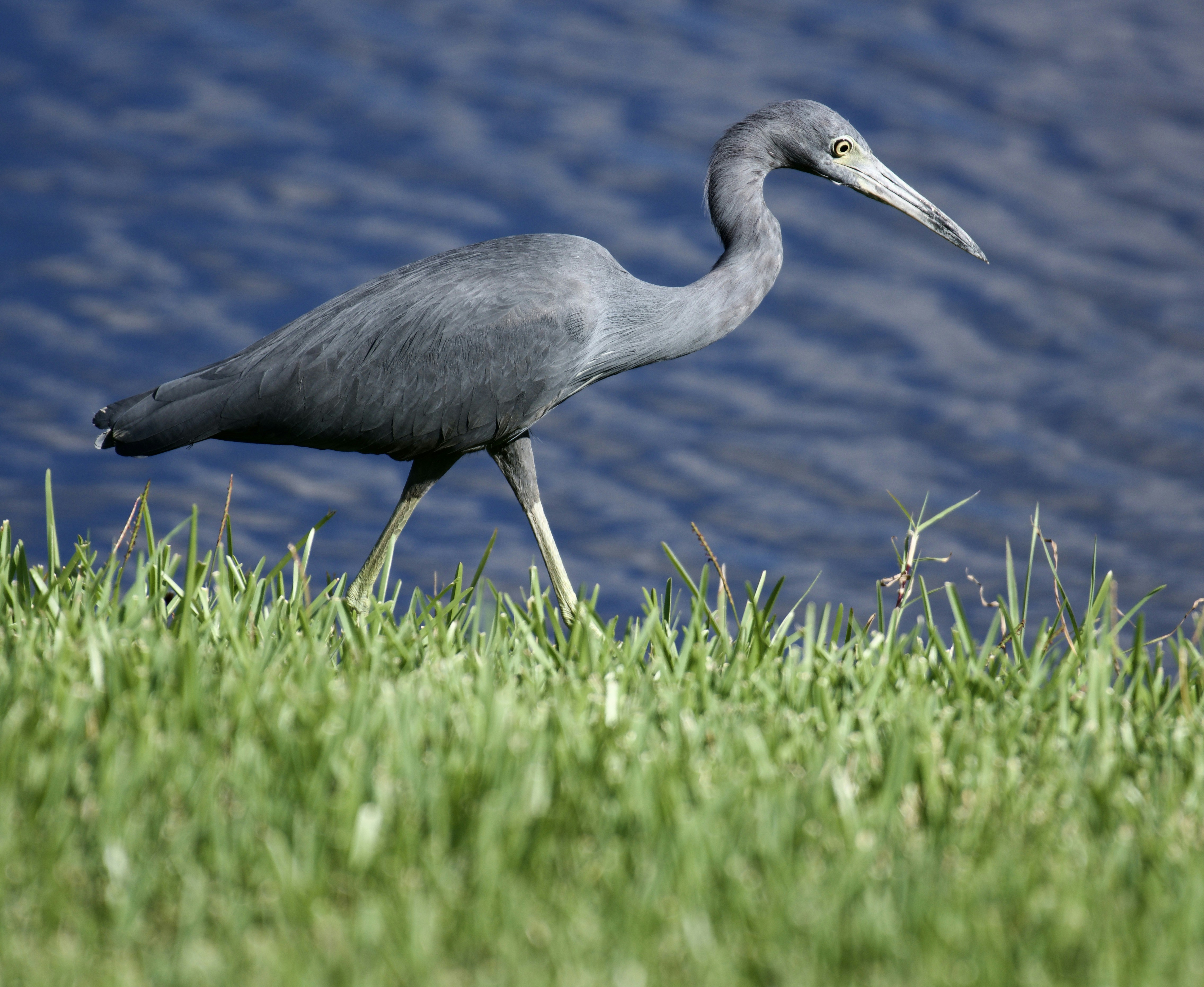 a bird standing on top of a lush green field