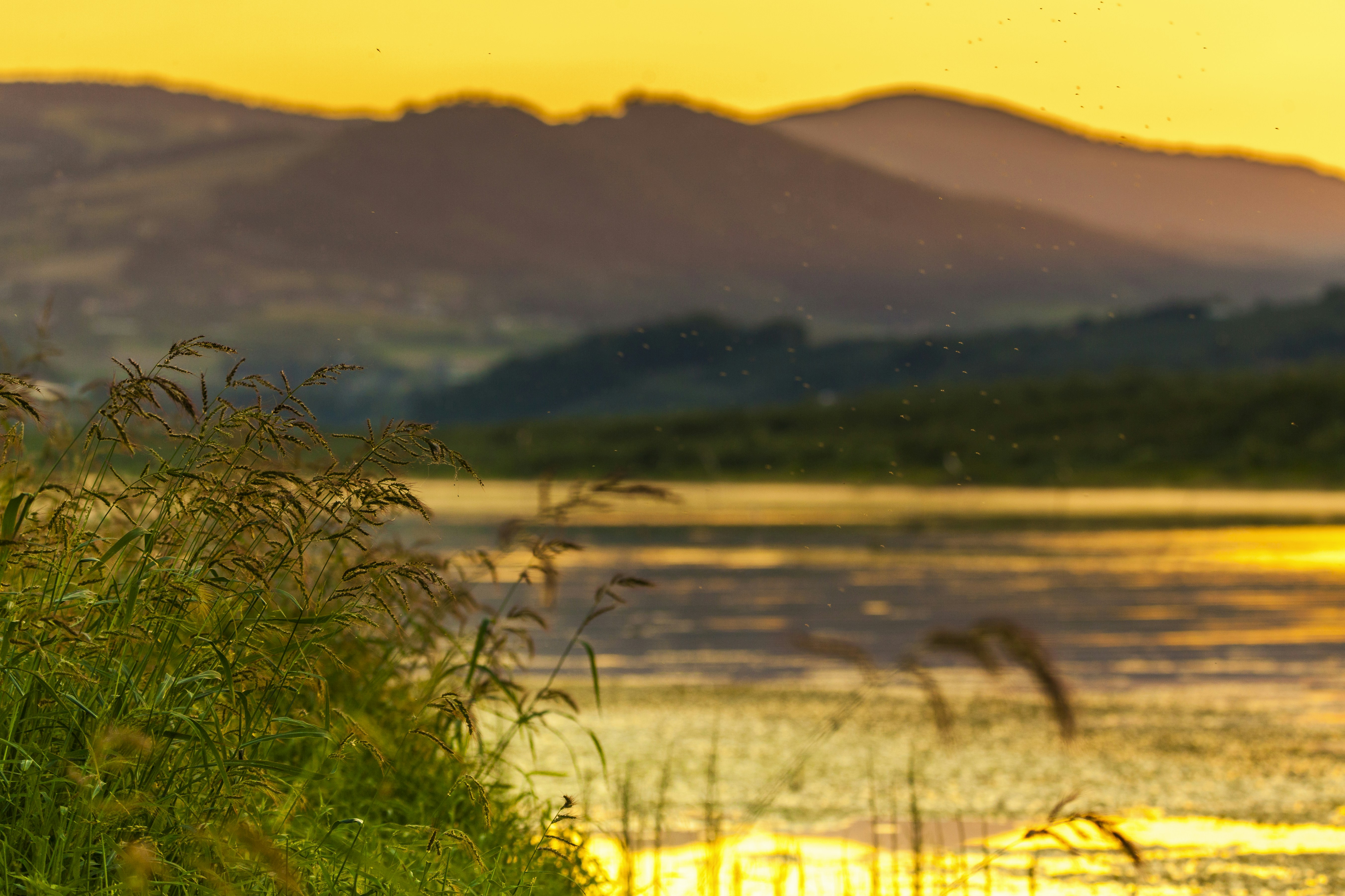 Amber Quiet over the Lake: Reeds, Light, and Distant Ridges