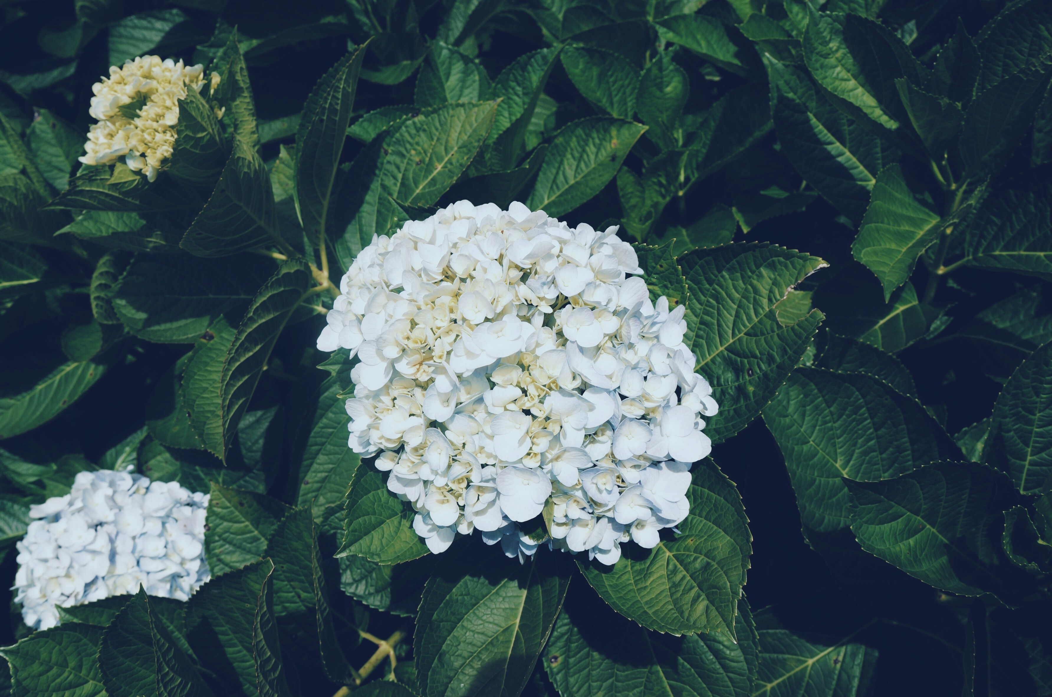 Hydrangea Bloom in Deep Green Shadow