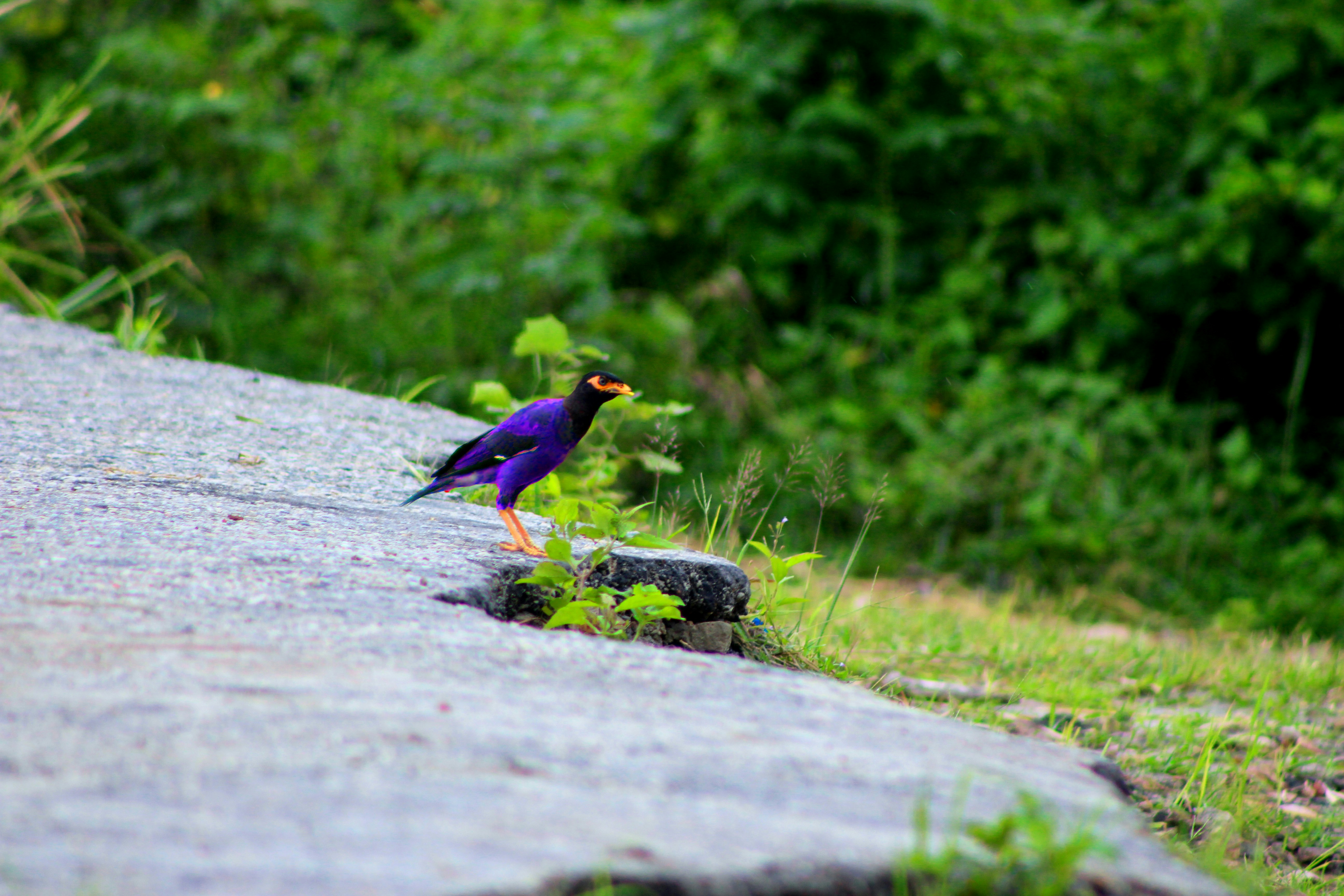 Purple Starling on a Cracked Concrete Verge