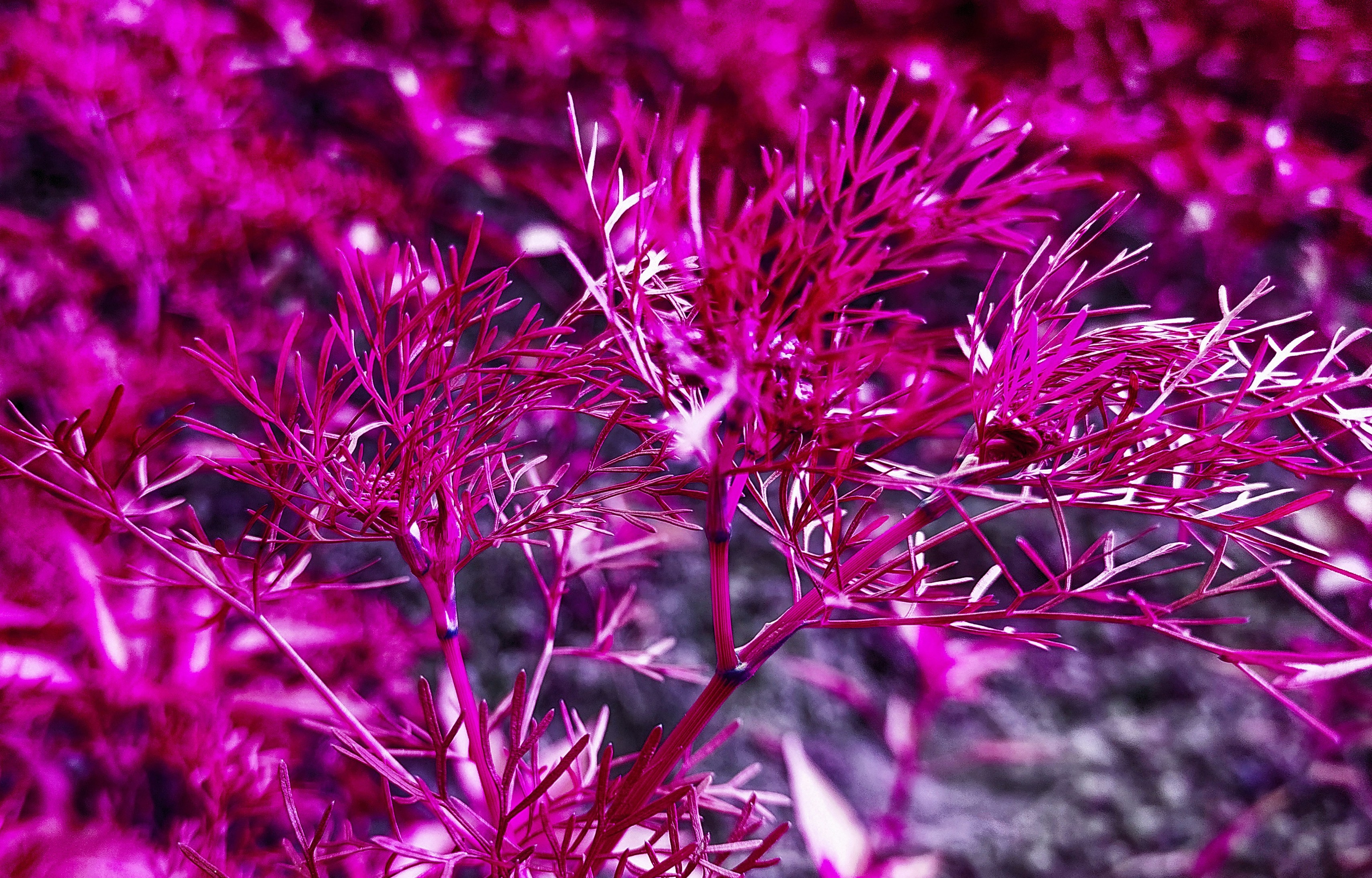 Close-up of vibrant magenta feathery plant fronds with a blurred background, highlighting intricate branches and color saturation.