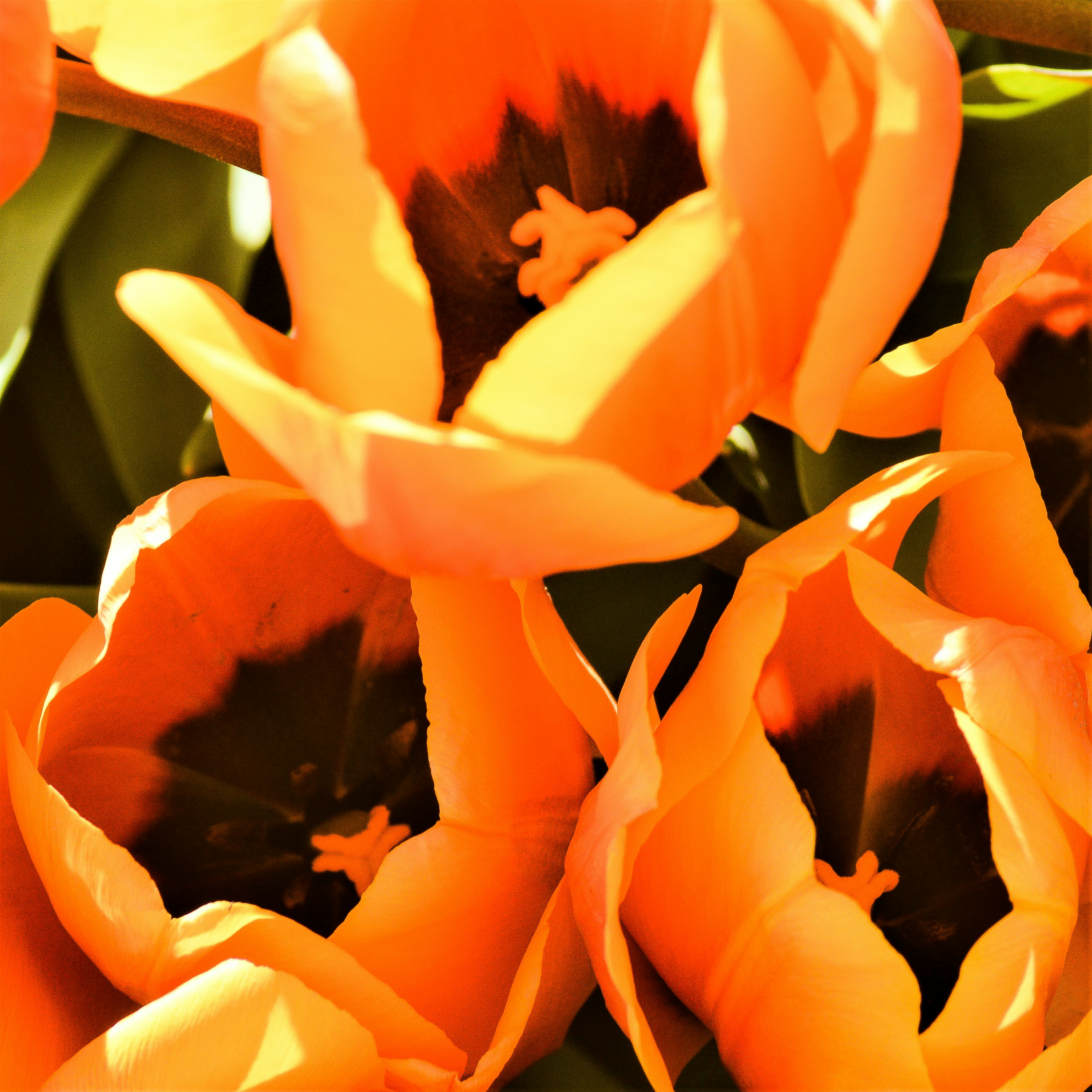 Tulips at the Wooden Shoe Tulip Festival