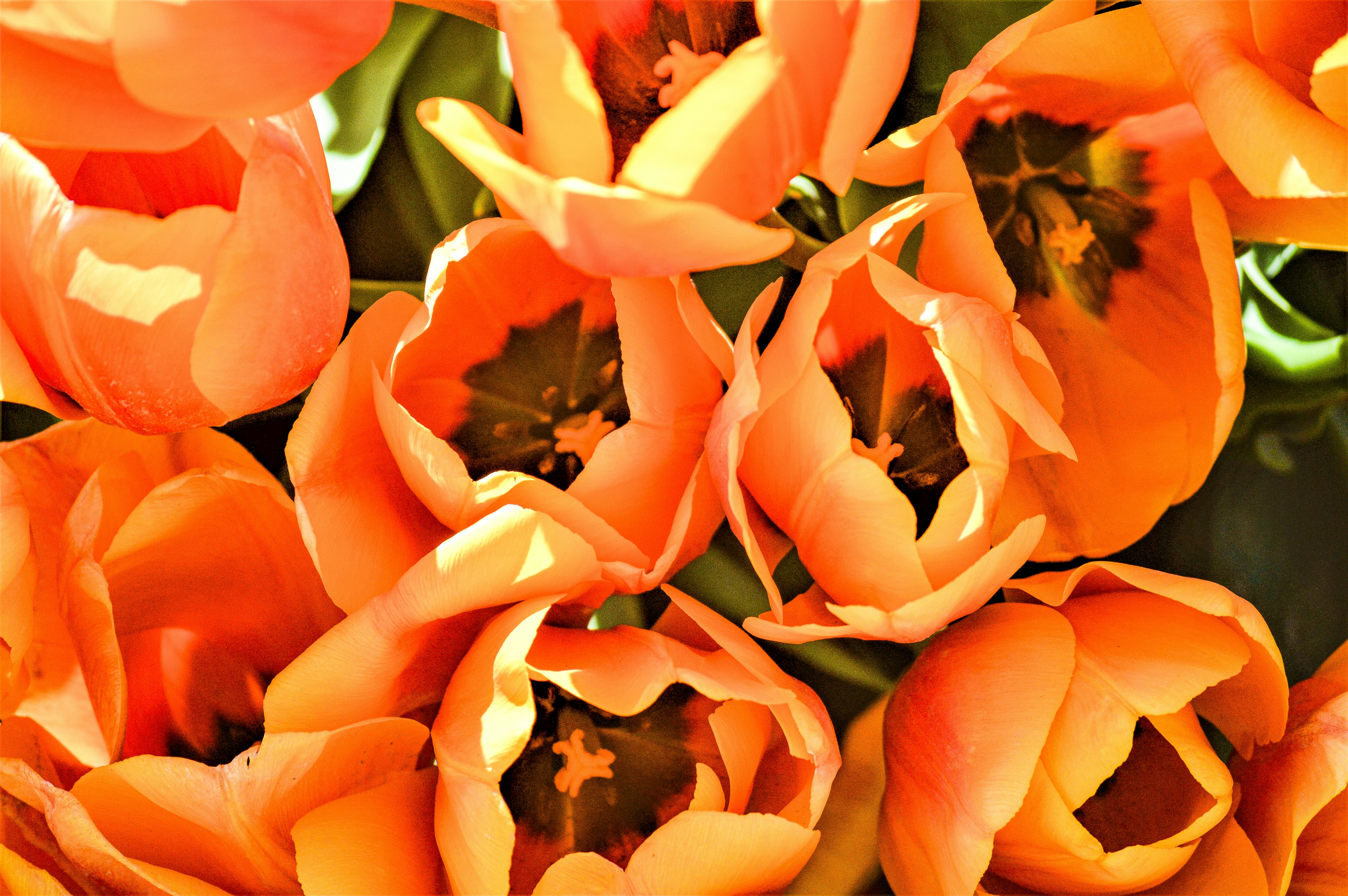 Sun-Warmed Tulips: a Dense Mosaic of Orange Petals