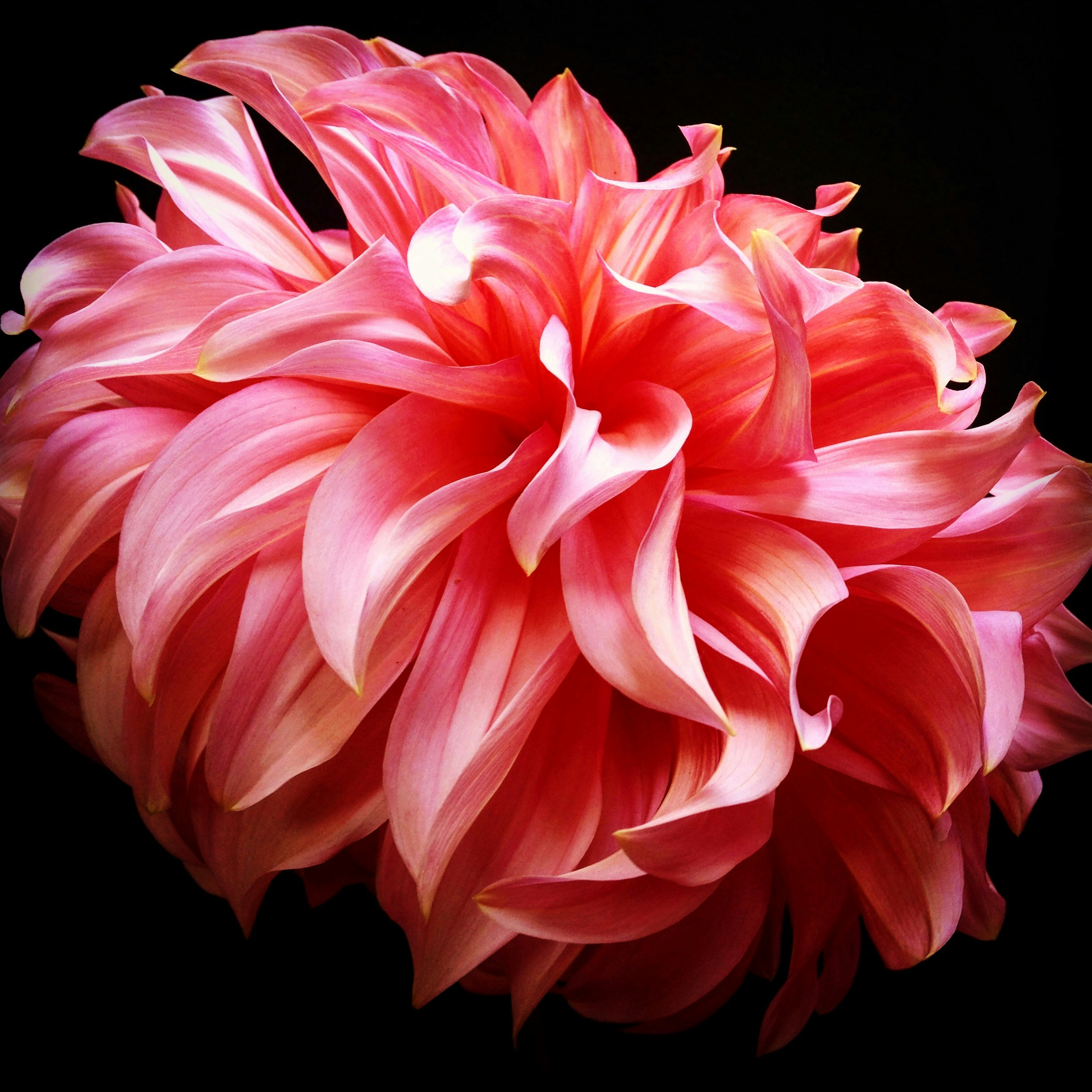 Rich pink petals swirl in a dense bloom against a black background, highlighting the flower's layered structure and texture.