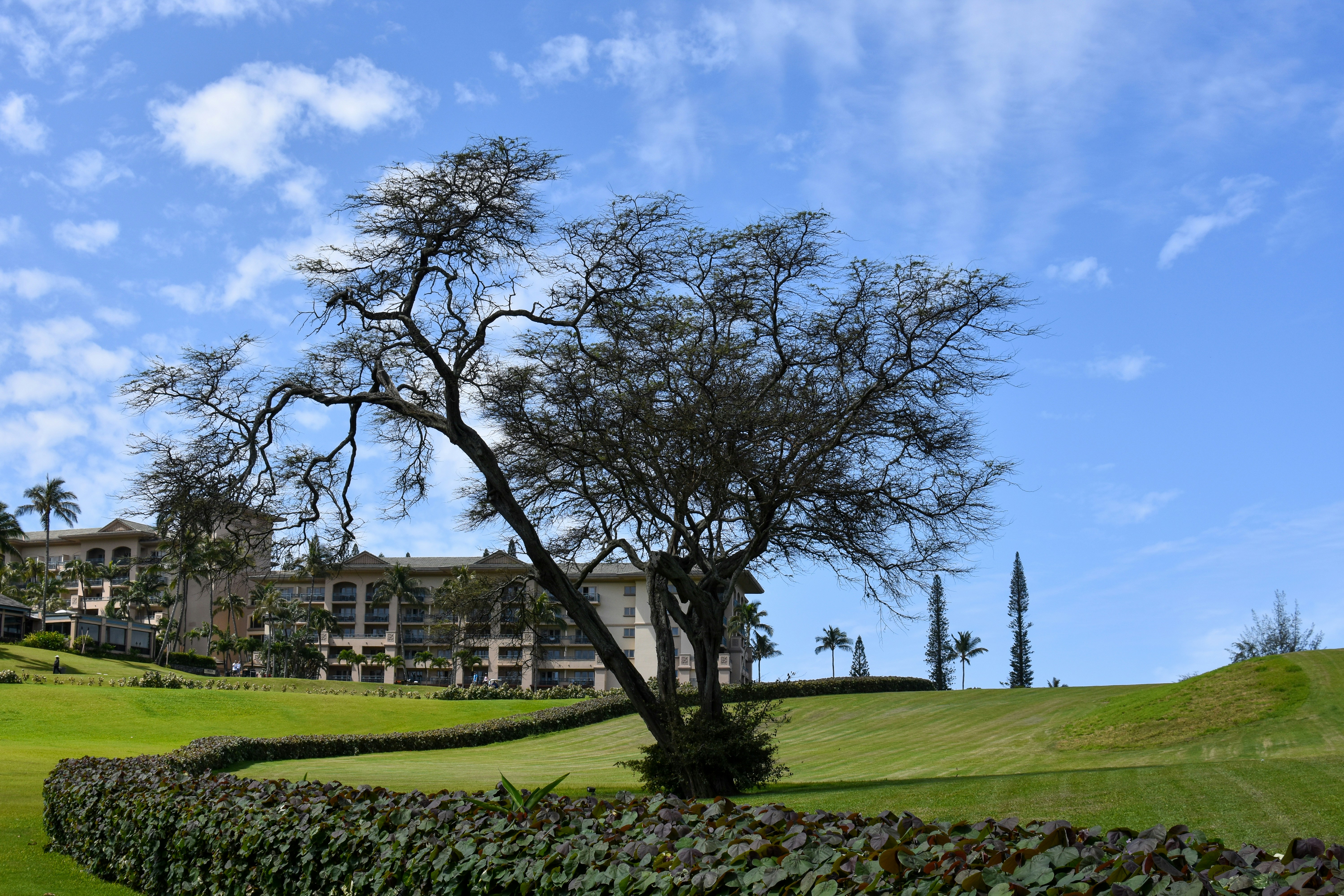 Whispers of Nature: A Serene Landscape