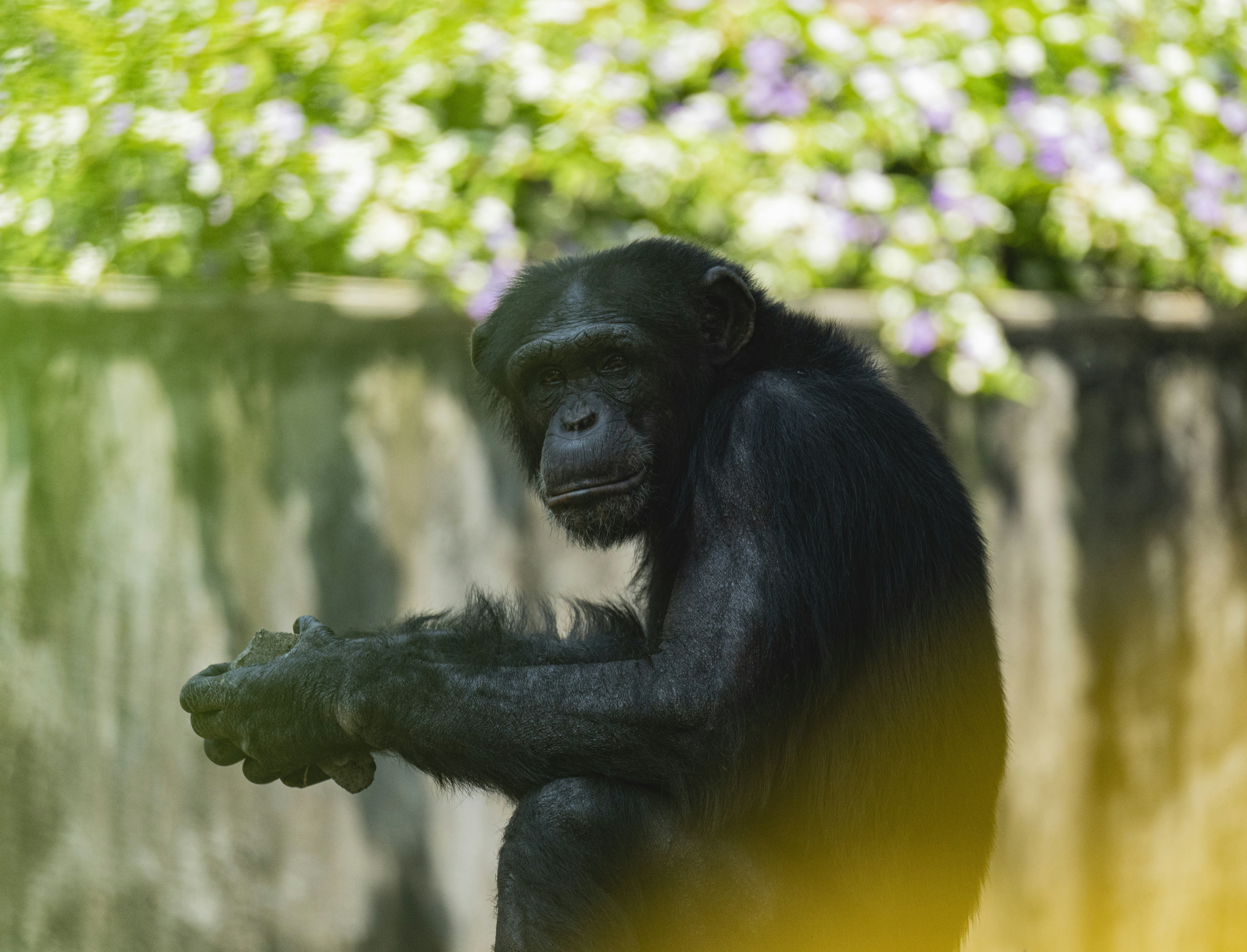 Un singe noir assis au sommet d’un rocher photo – Photo Guangzhou ...