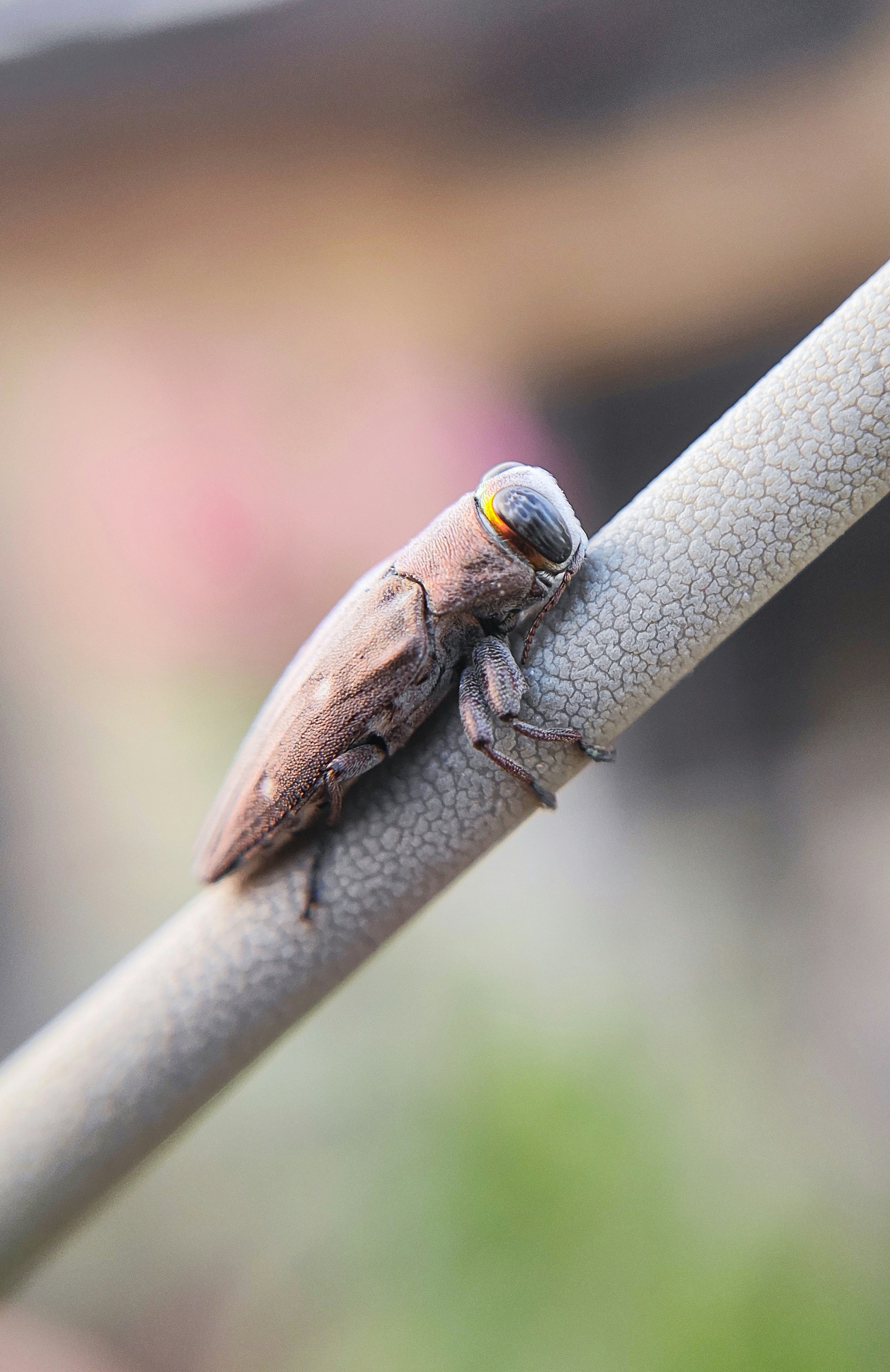 Amber-ringed Moth Clinging to a Cracked Stem
