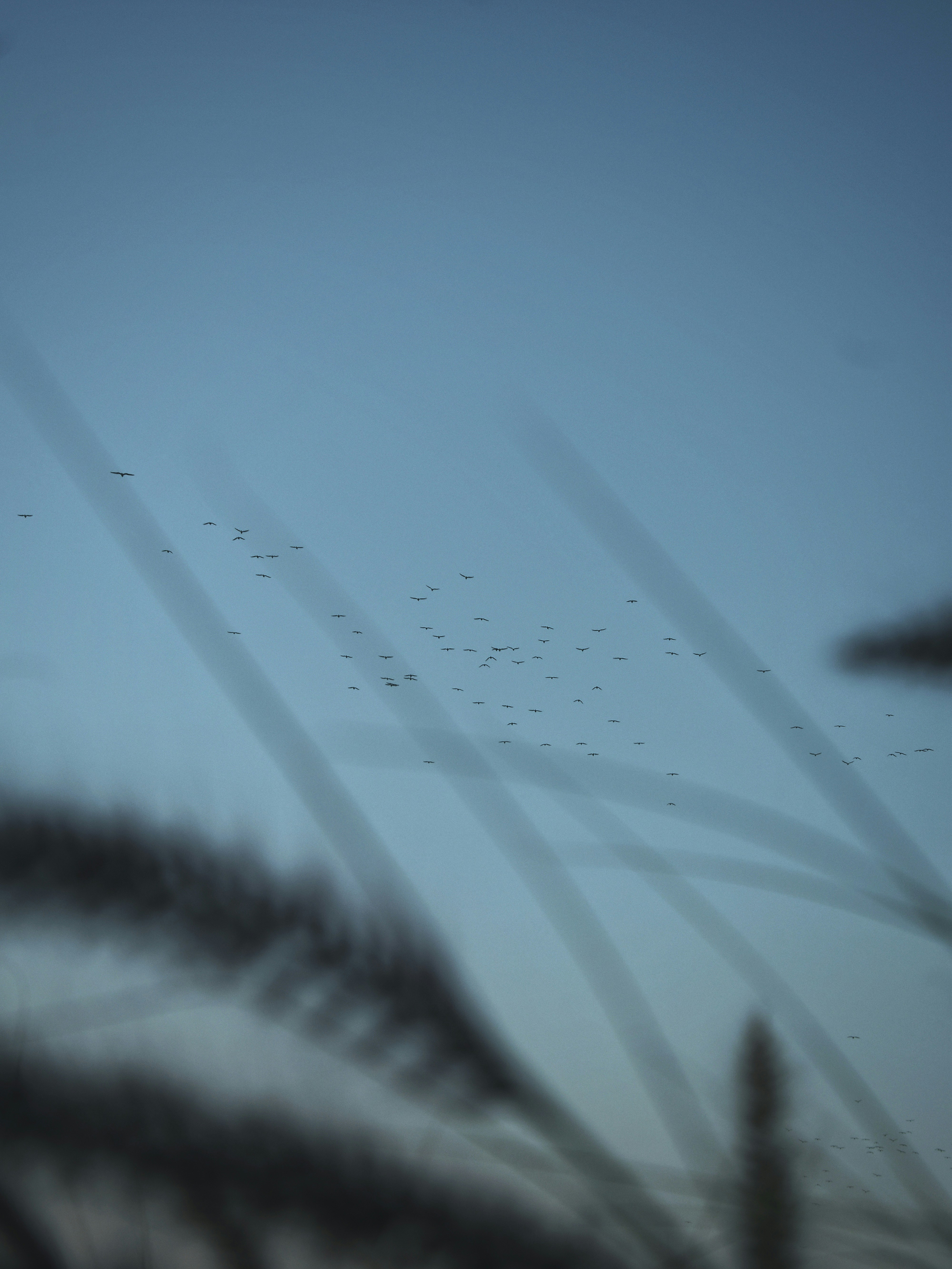 Murmuration Crossing the Pale Blue Sky