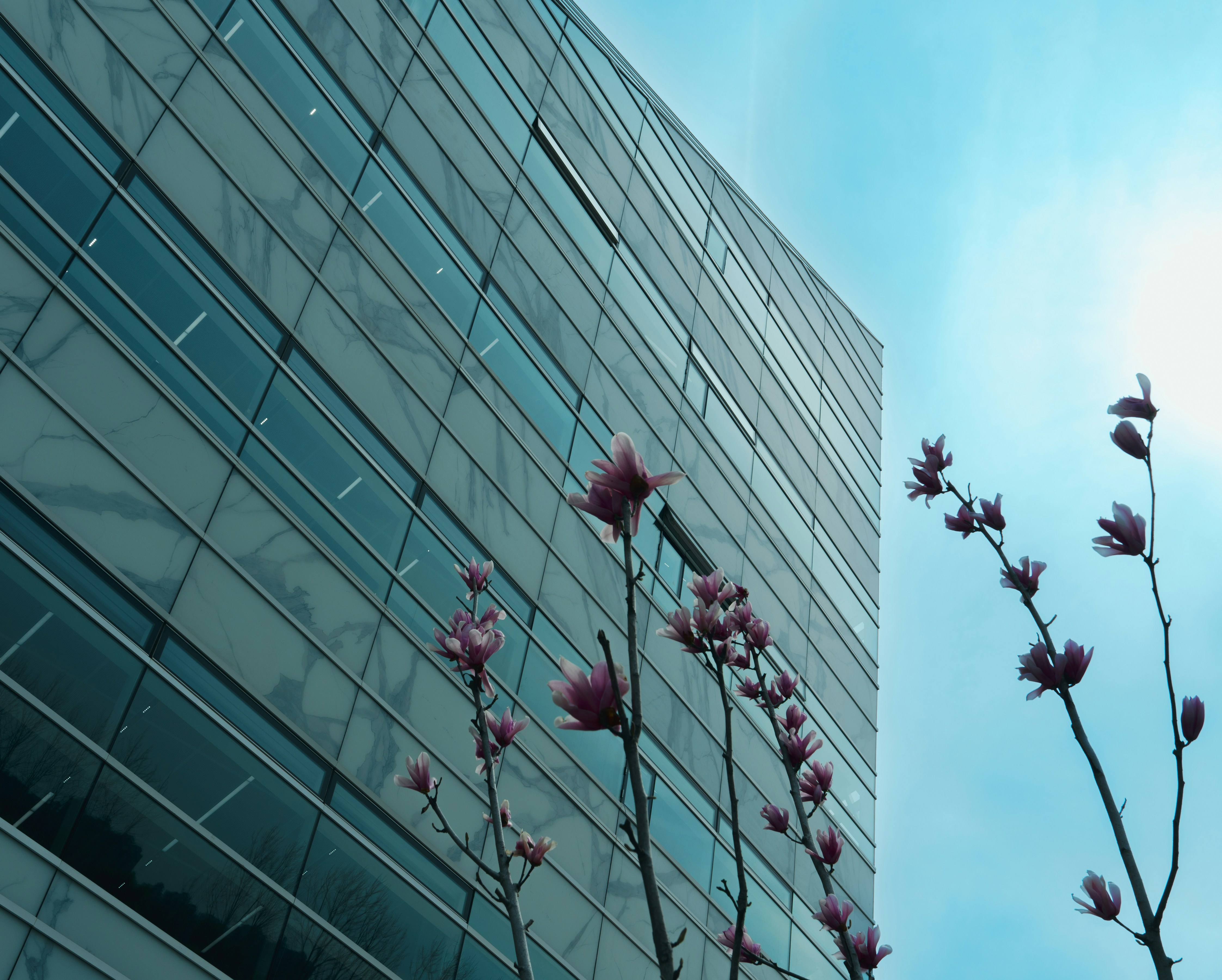 Crystalline Facade and Spring Bloom: An Urban Skyward Moment